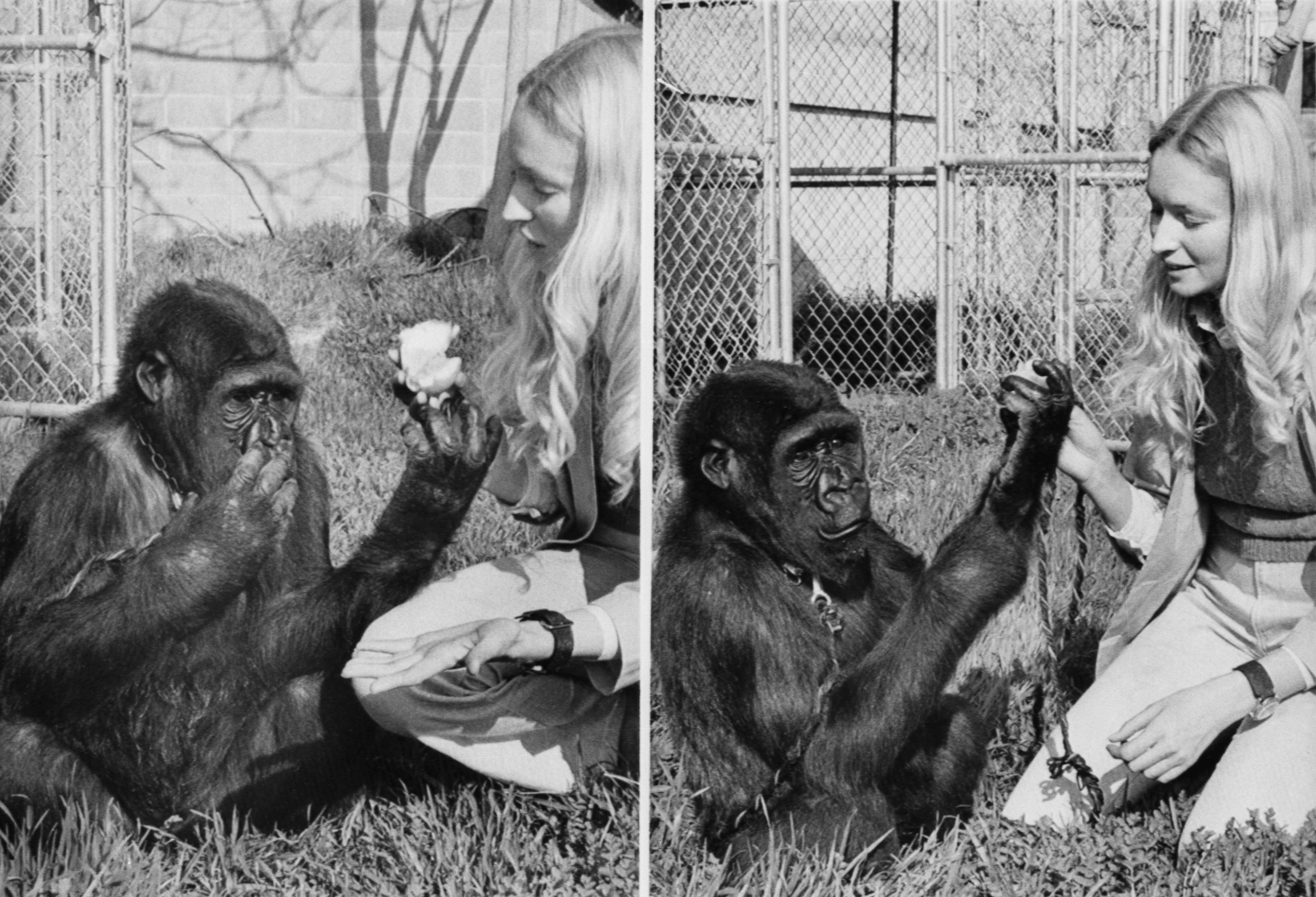 Why Koko the Gorilla Mattered So Much
