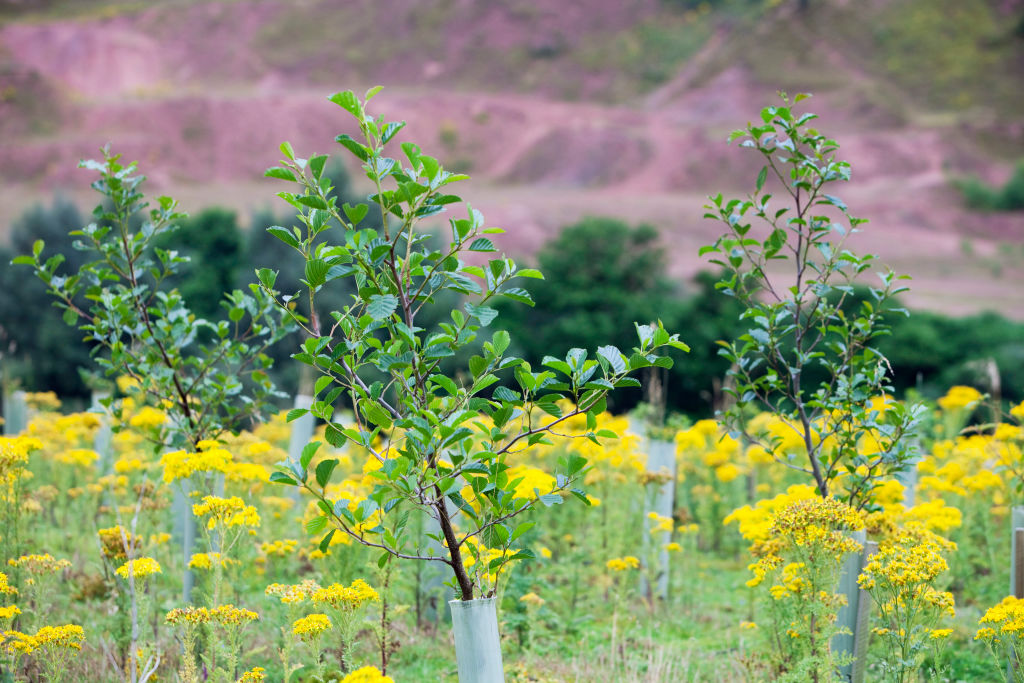 How Carbon Offsets Can Live Up to Their Bold Promises
