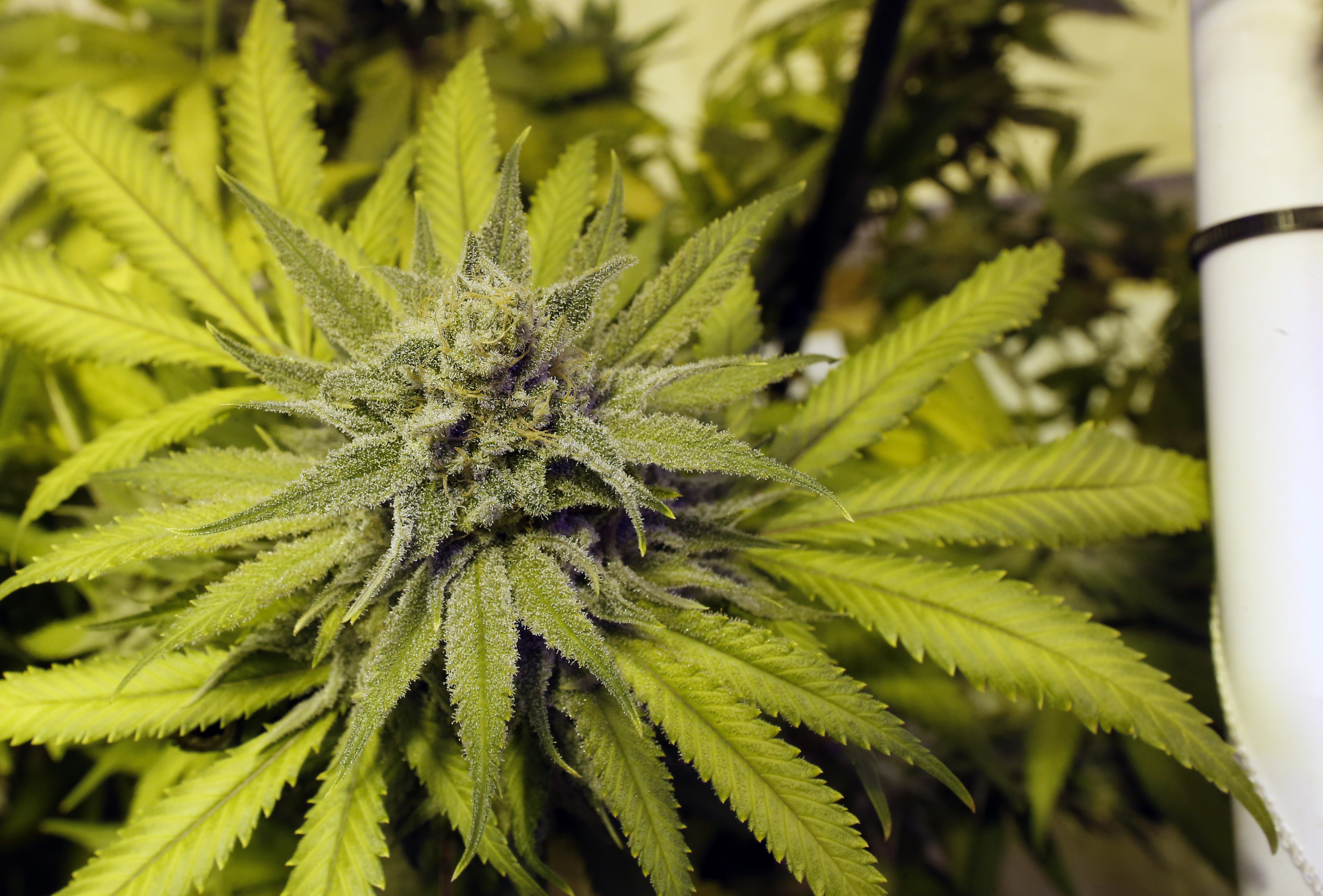 Uncle Sam Will Buy $69 Million Worth of Pot From Ole Miss