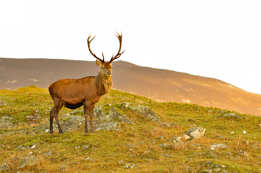 Photo of Deer Standing on Two Legs Goes Viral