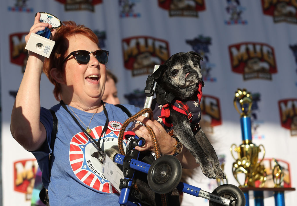 Meet the 2024 Winner of the 'World's Ugliest Dog' Contest