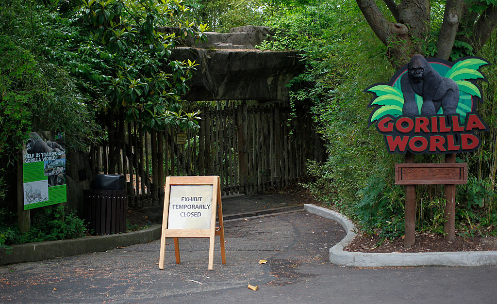 Cincinnati Zoo Returns to Twitter—Greeted by Harambe Tweets