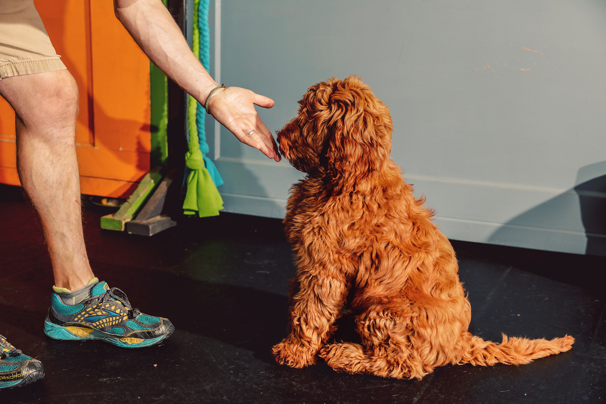 The New Science of Dog Training