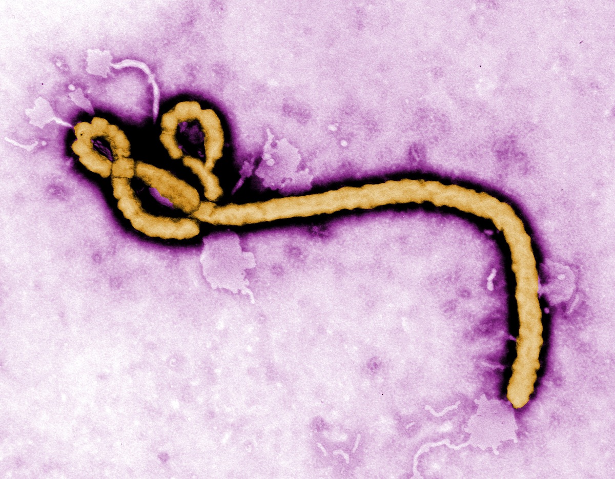 Ebola in Africa: Library of Congress Scholar Explains Colonialism Link
