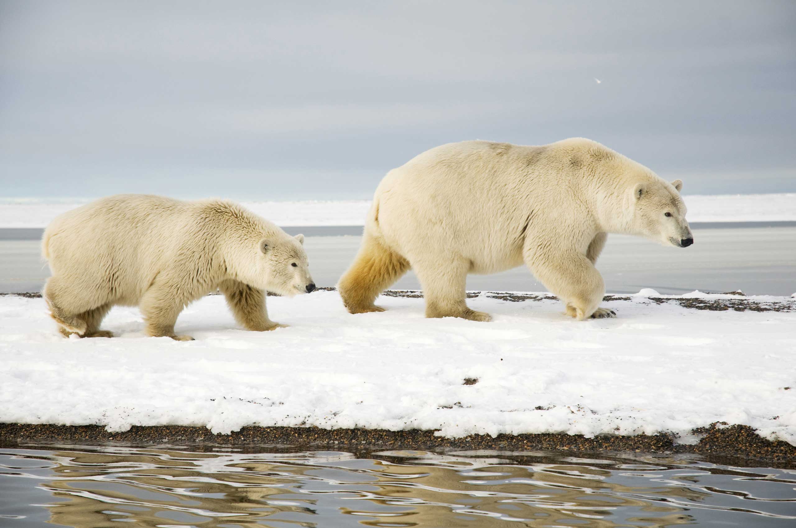 Polar Bears Invade Russian Town, State of Emergency Declared