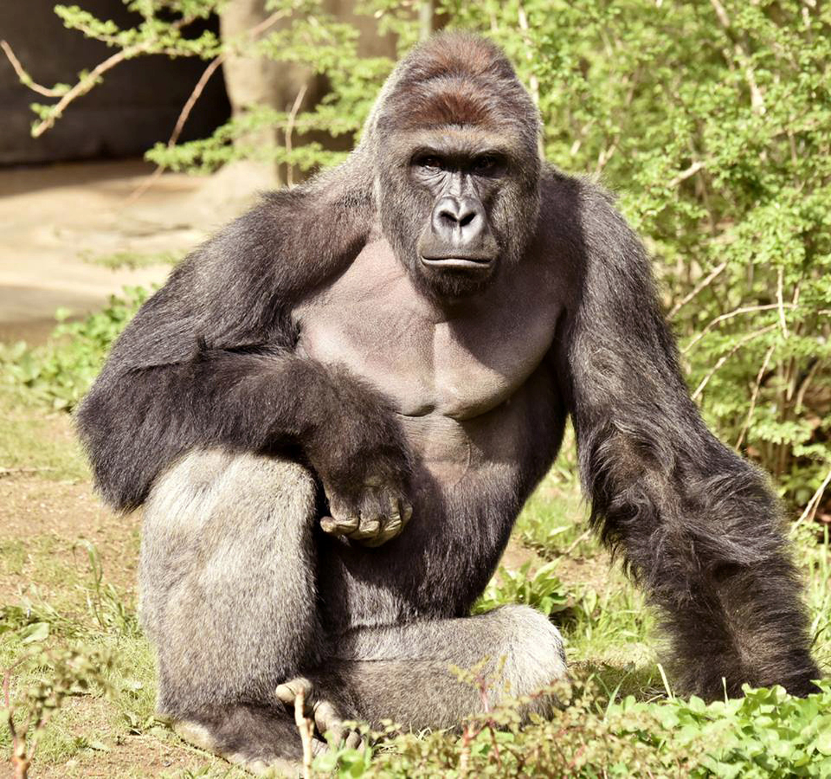 Gorilla Shot: Mom's 911 Call Released After Son Fell In