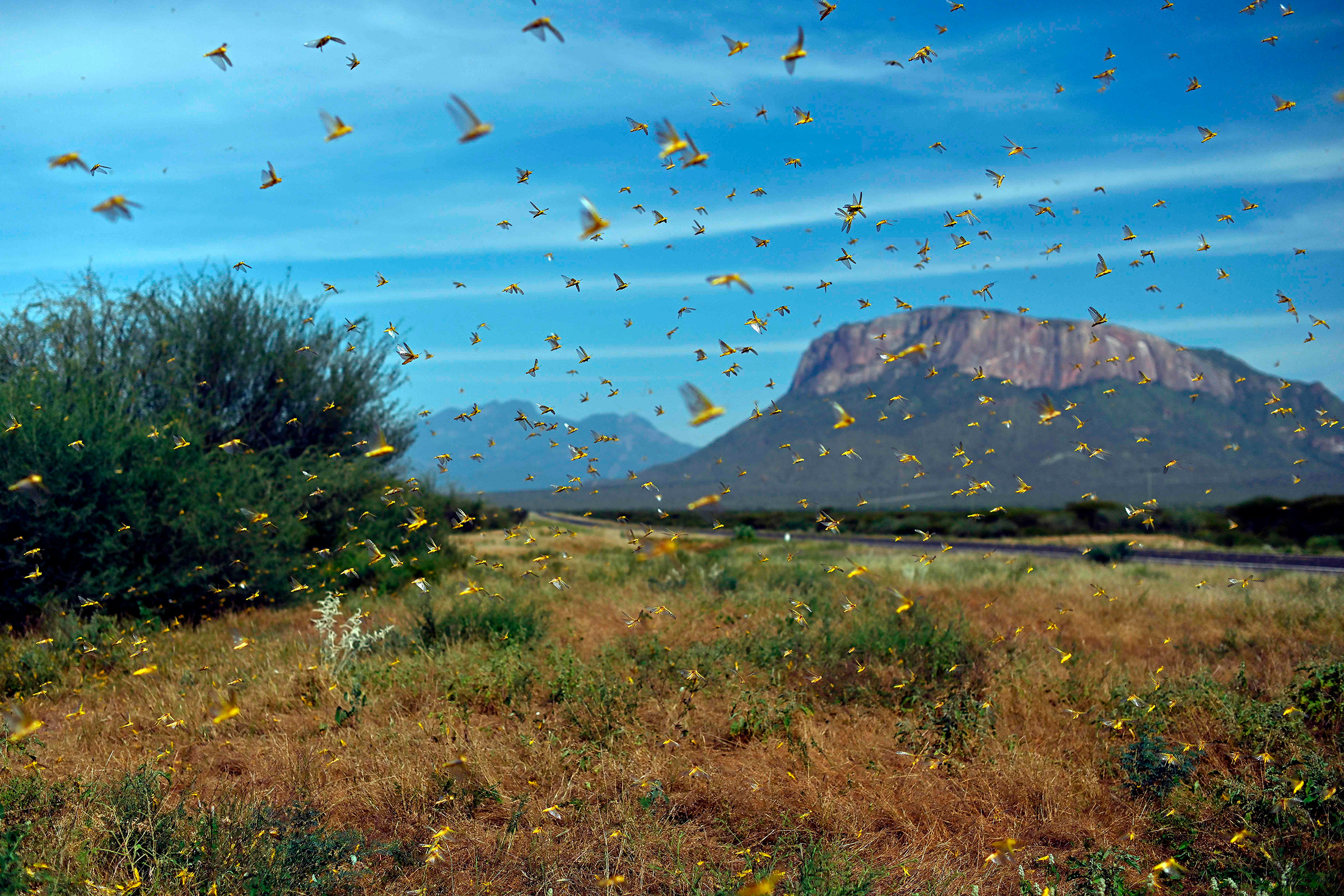 Why Locusts Are Threatening Crops in Africa and Beyond