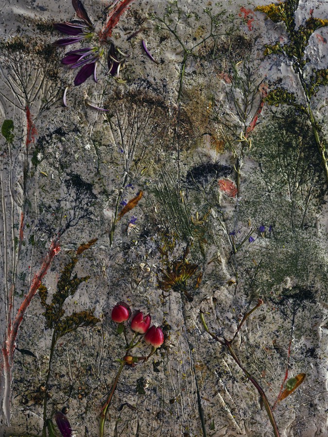Art Show: Abe Morell Explores the Language of Flowers