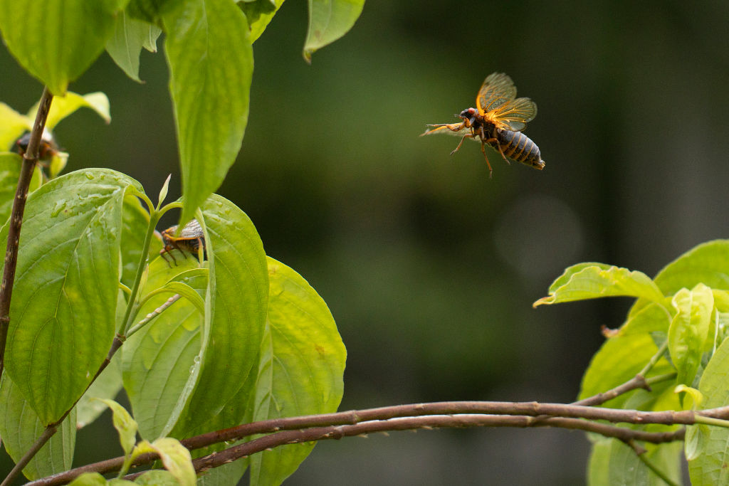Cicadas Will Emerge in U.S. This Year—More Than a Trillion