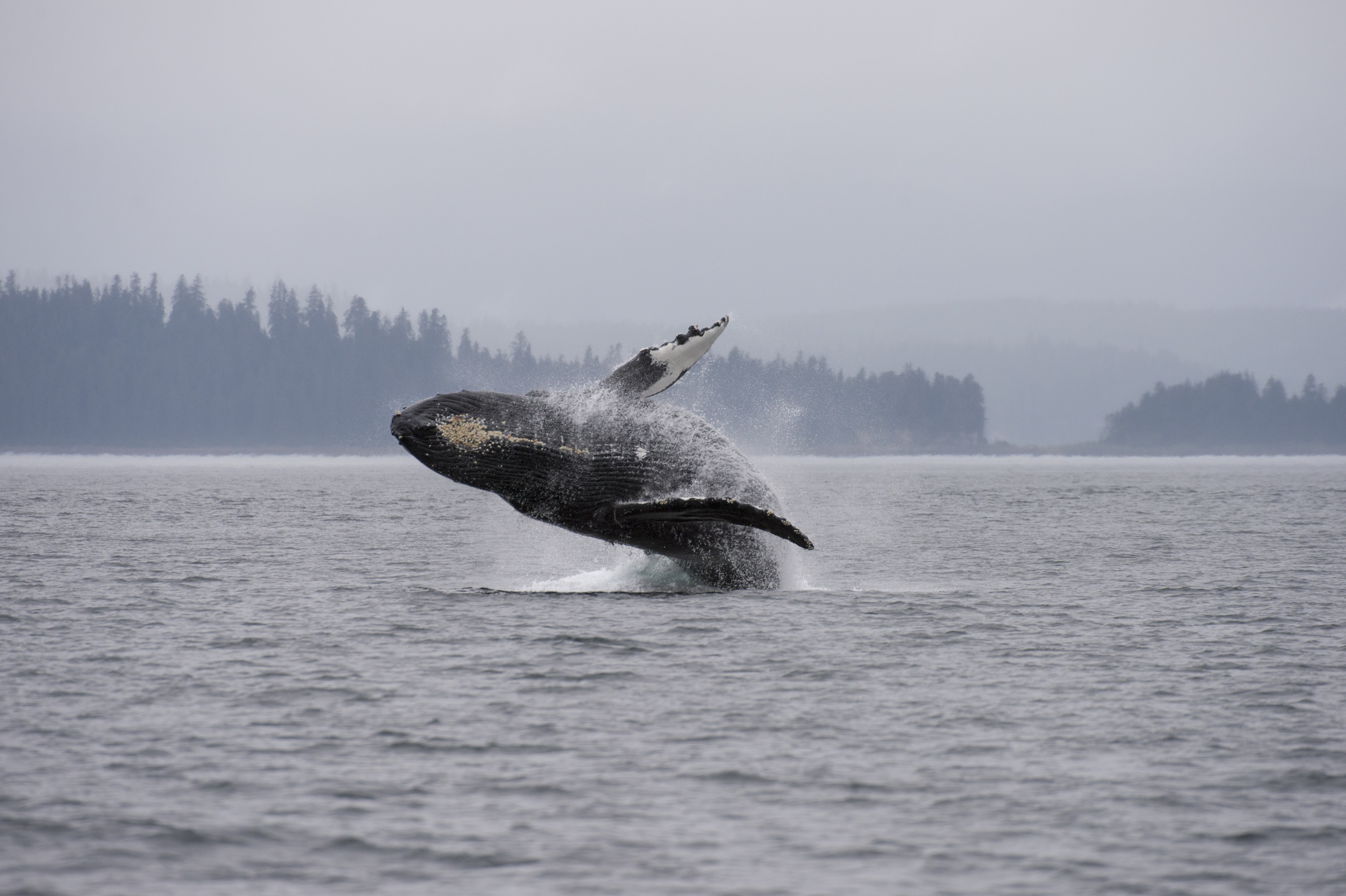 Hawaii Sees Fewer Humpback Whales Returning for Winter