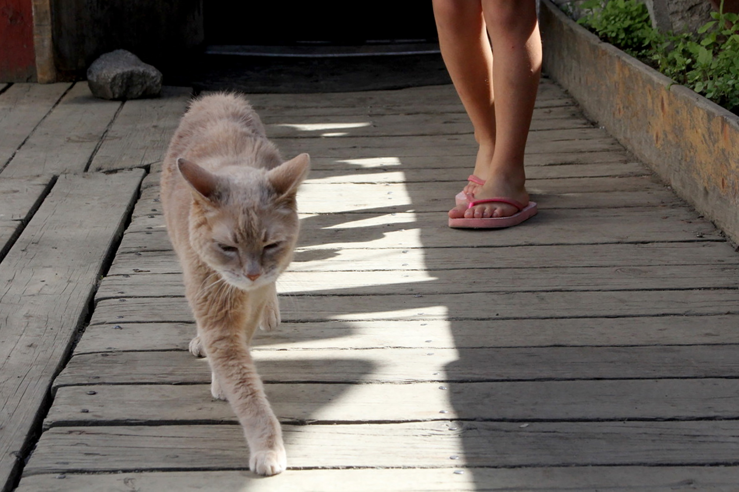 Stubbs the Cat, Honorary Mayor of Alaska, Dies at 20