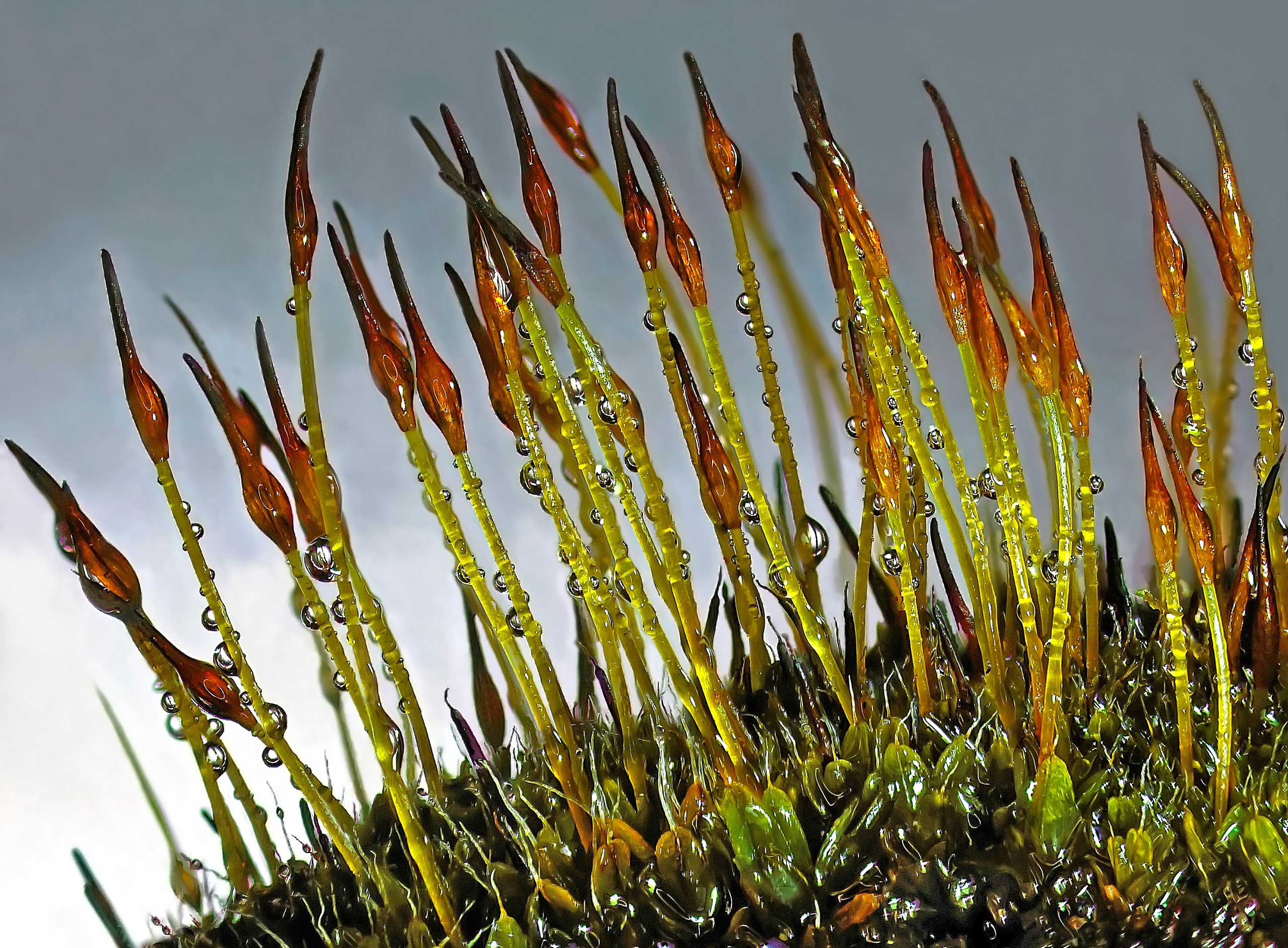 Olympus BioScapes Digital Imaging Competition Microscopic Images