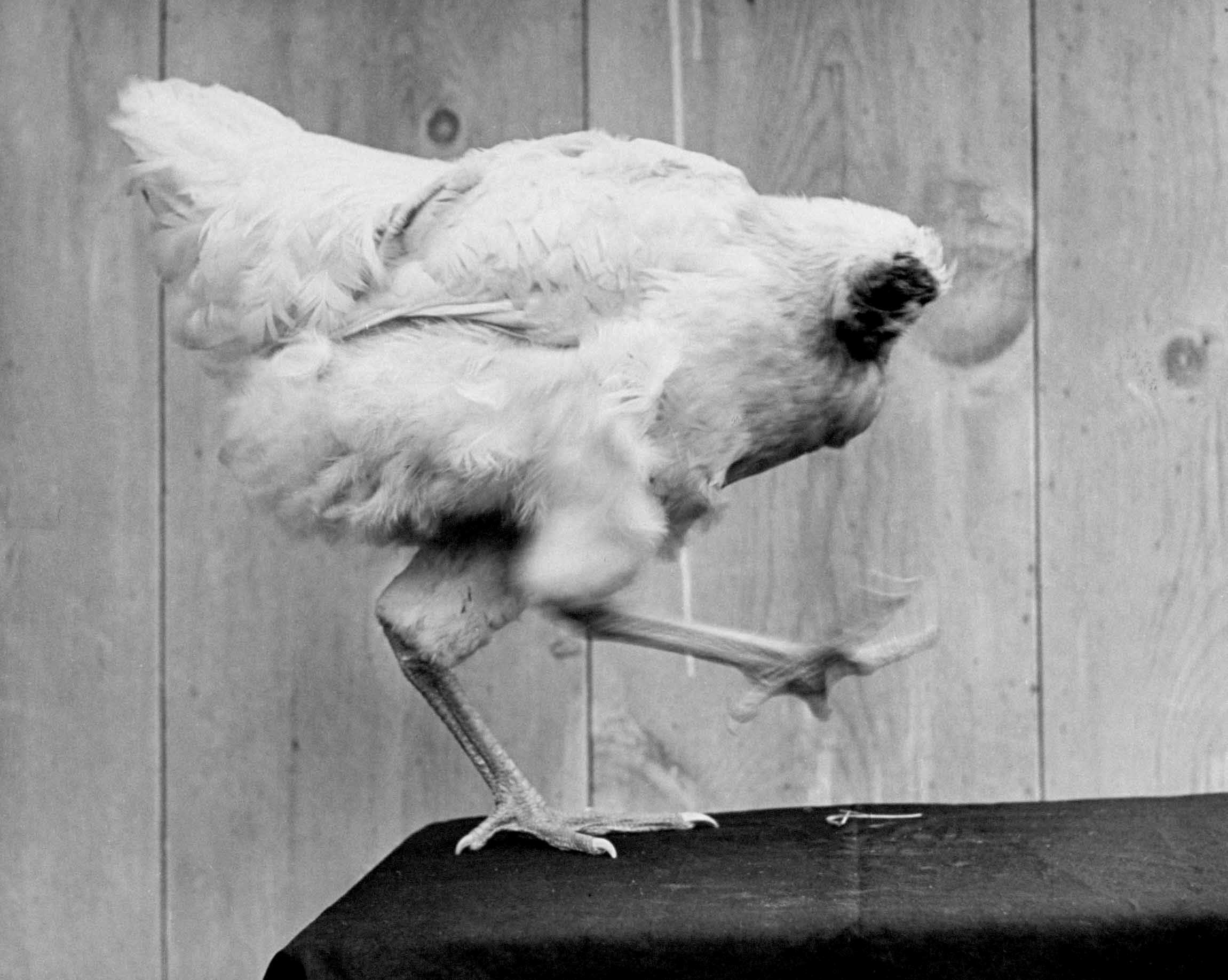 Mike the Headless Chicken: A Rooster Loses His Head ... and Lives