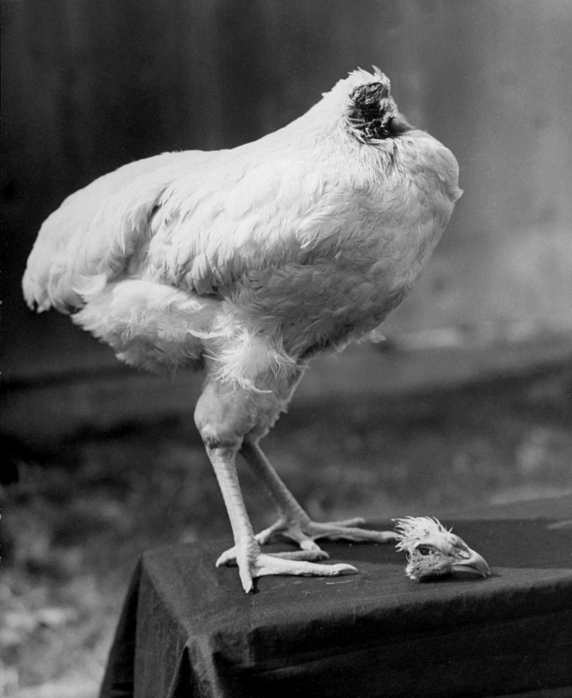 Mike the Headless Chicken: A Rooster Loses His Head ... and Lives