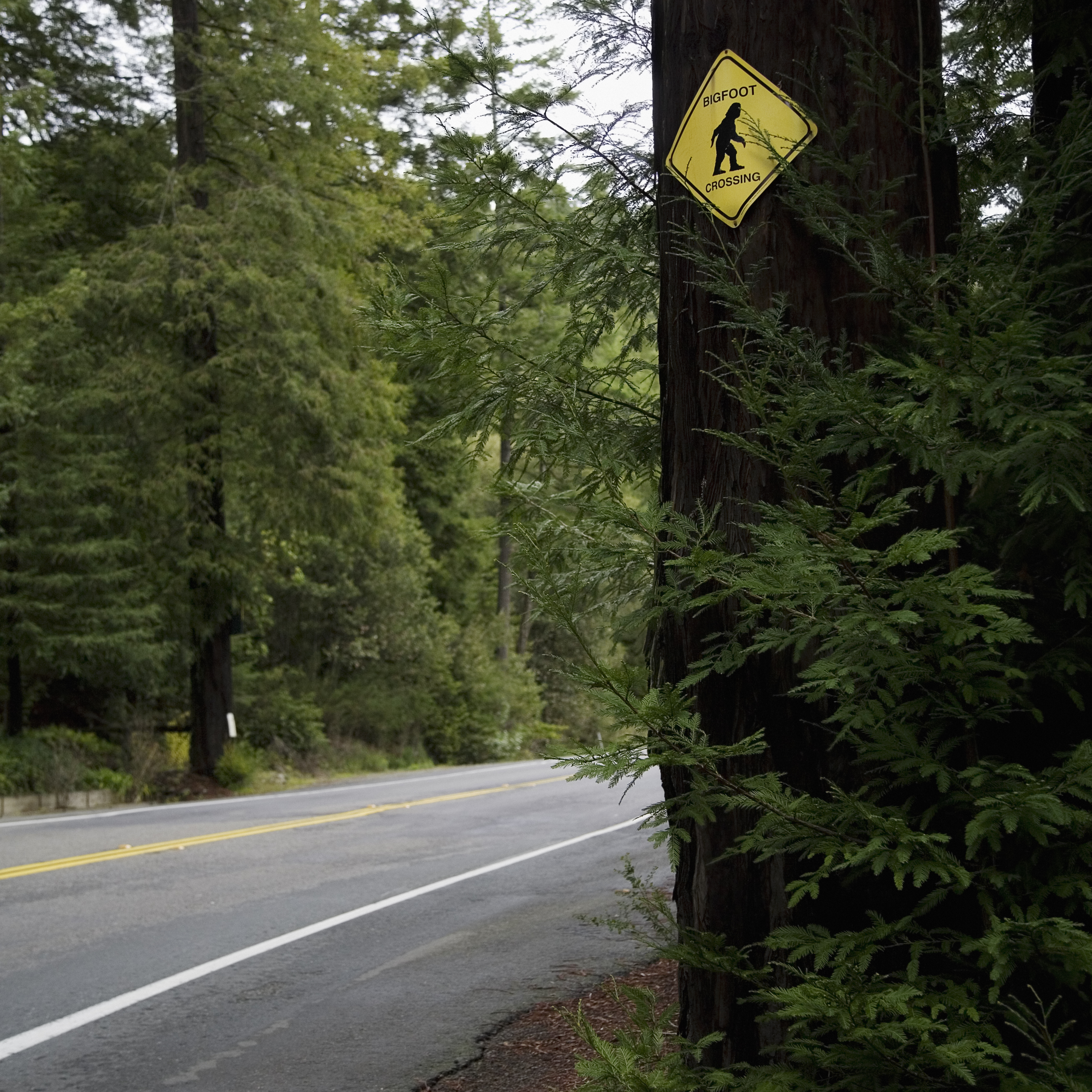 Bigfoot: DNA Proves He's Not Real