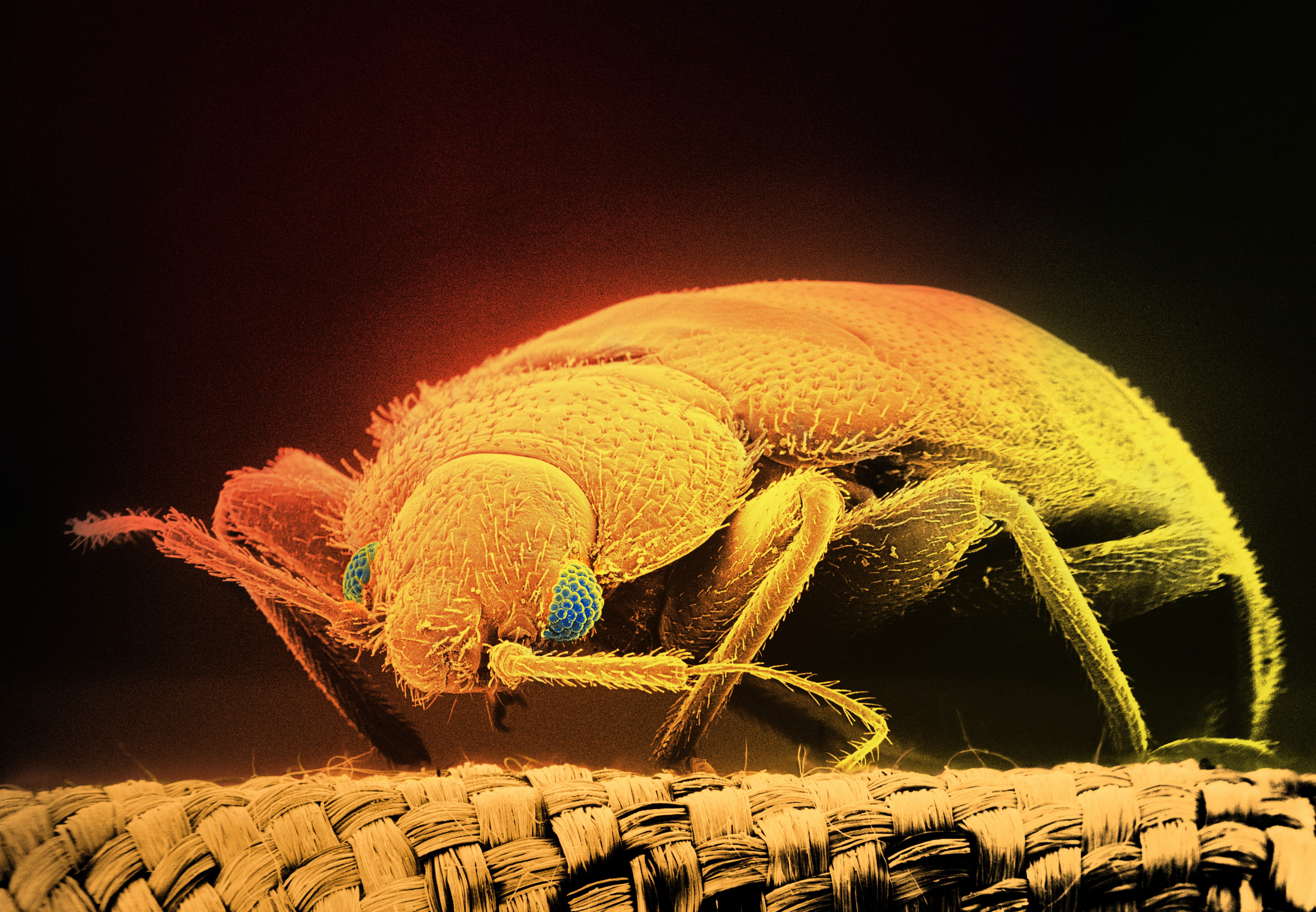 Study: Bedbugs May Carry MRSA; Germ Transmission Unclear