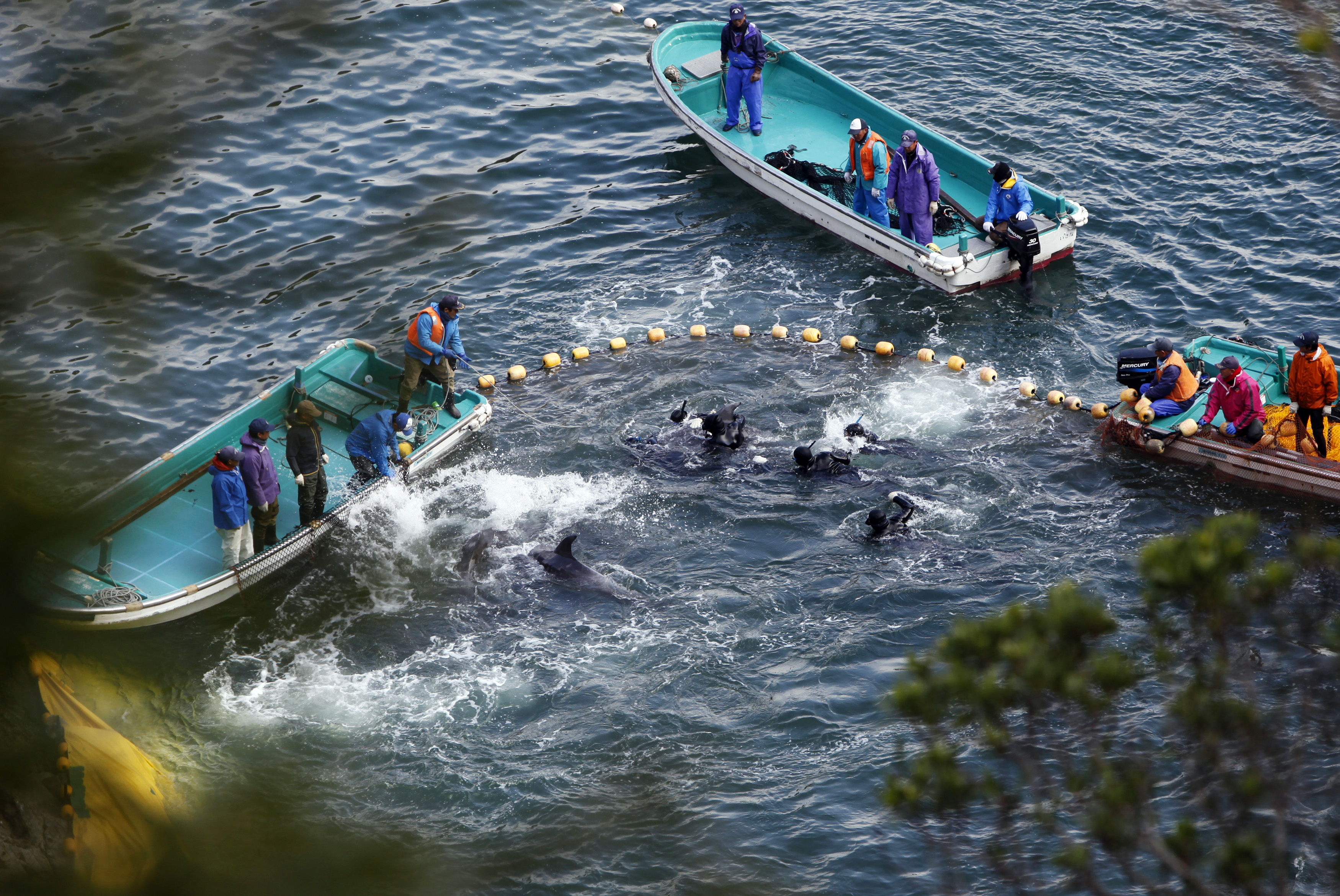 Japanese Dolphin Hunt Made Infamous by Documentary 'The Cove' Resumes