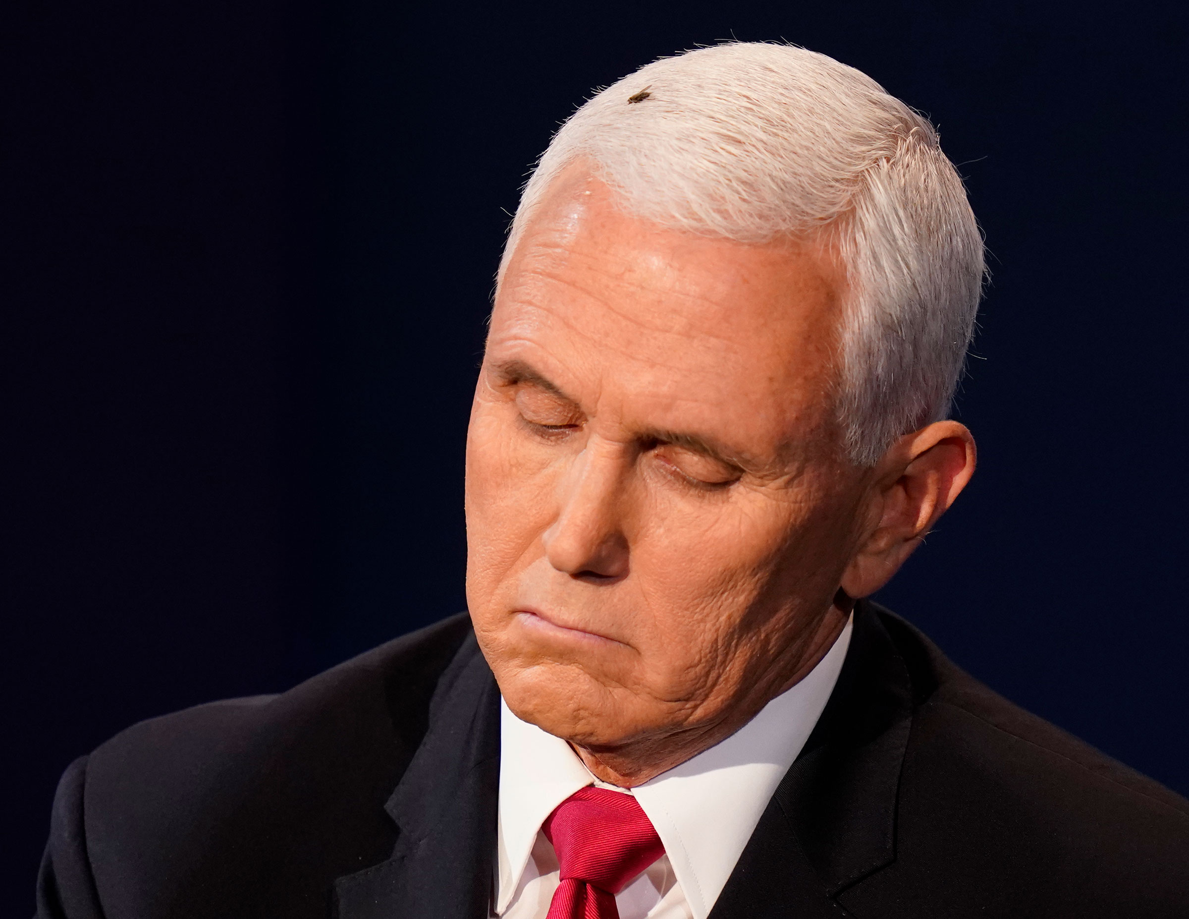 Fly on Mike Pence's Head: Star of Vice Presidential Debate