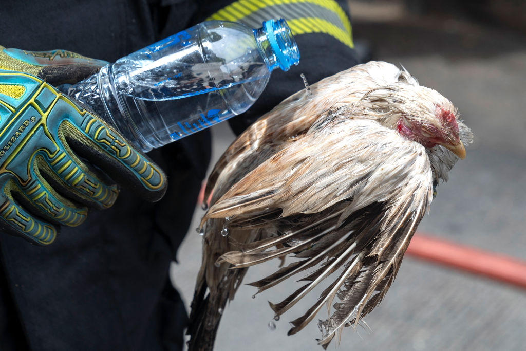 Fire at Bangkok's Chatuchak Market Kills 1,000 Caged Animals