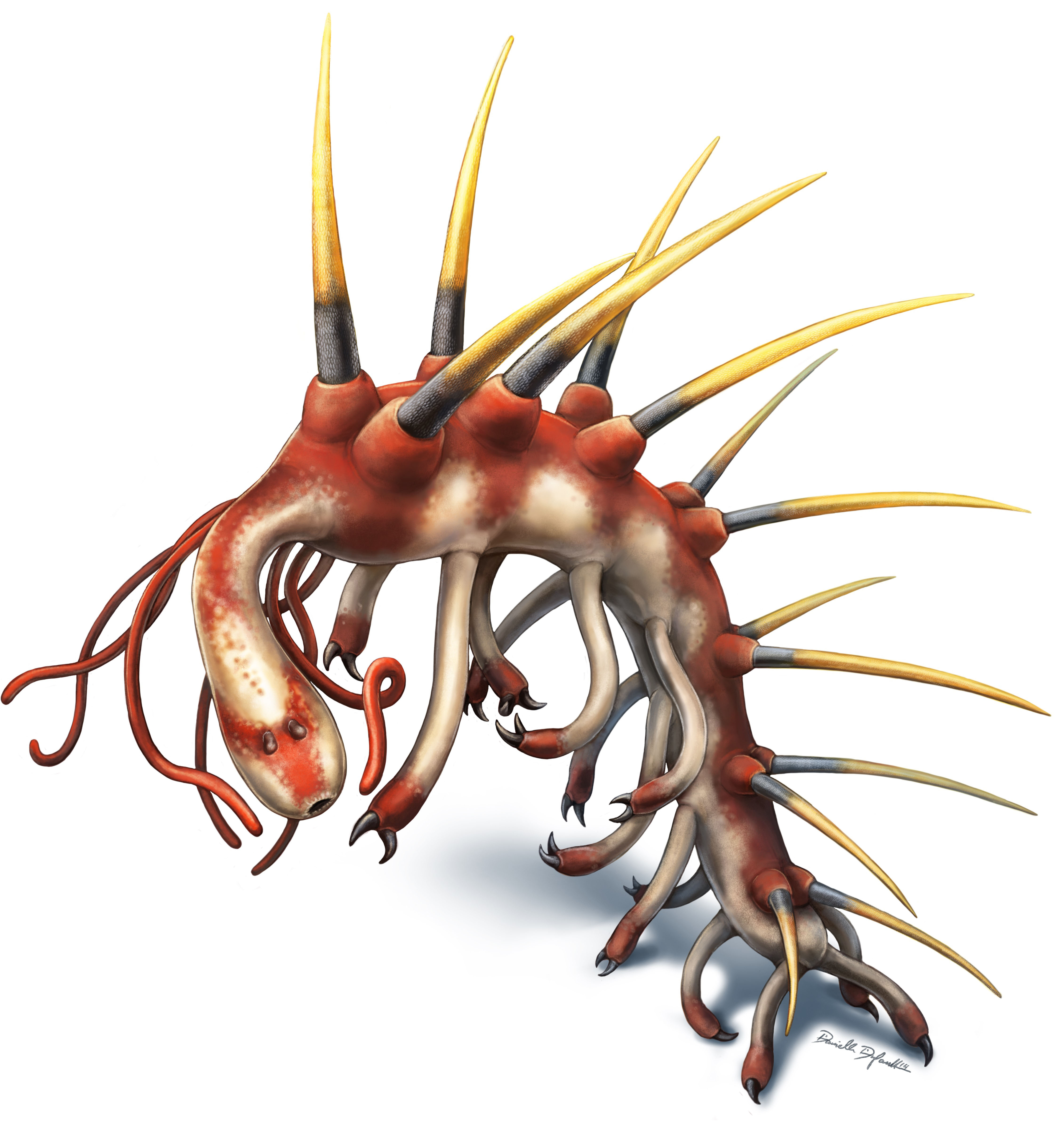 Bizarre Face of Velvet Worm Ancestor Throws Scientists For a Loop