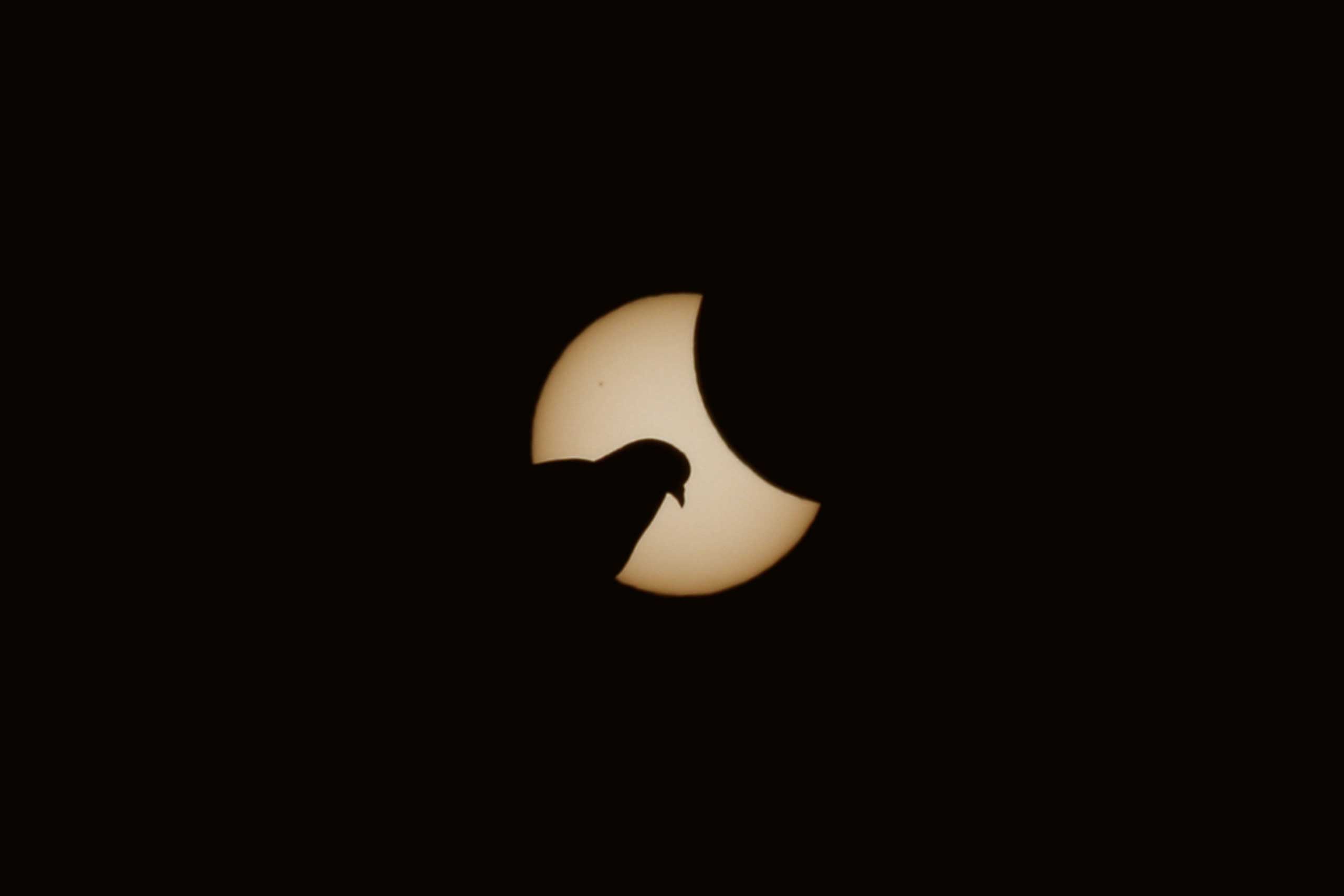 Watch the Total Solar Eclipse in 5 Seconds