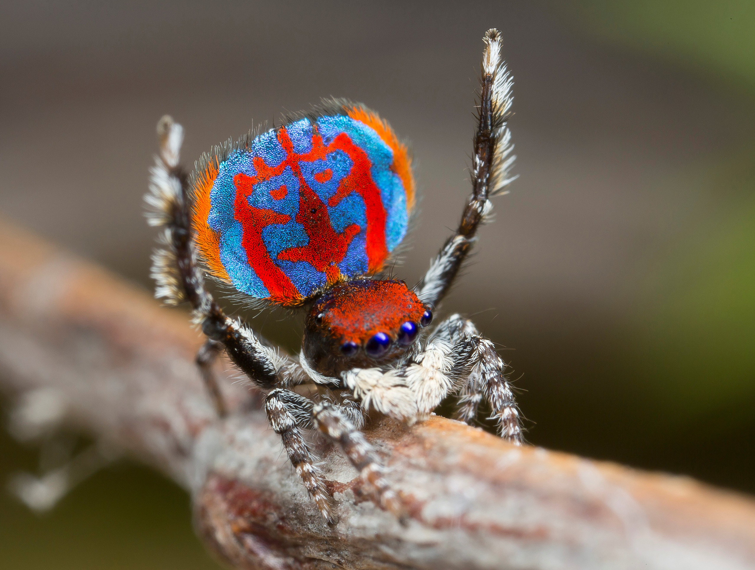 Peacock Spiders Discovered: See Photos of the New Species