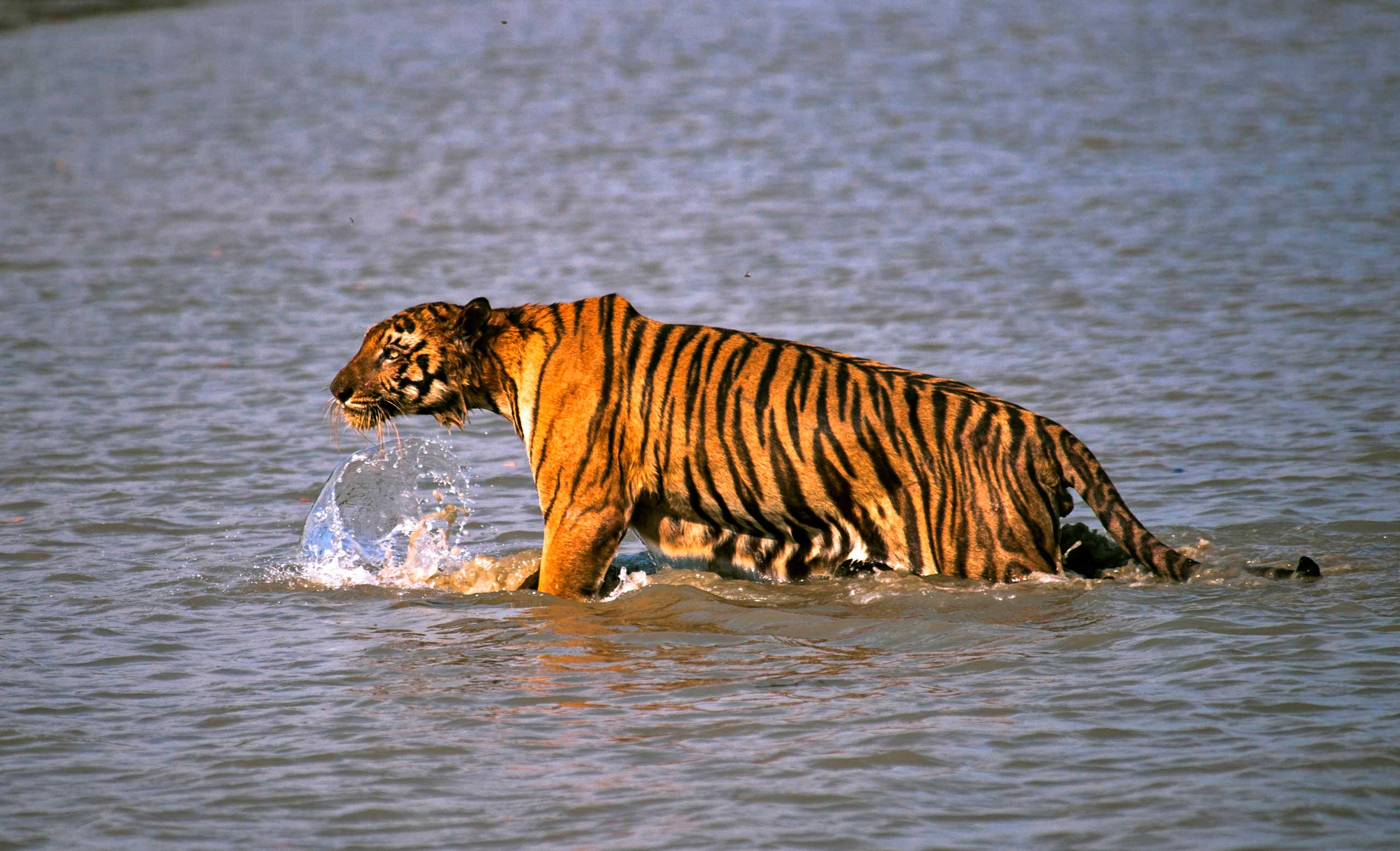 Tigers | TIME