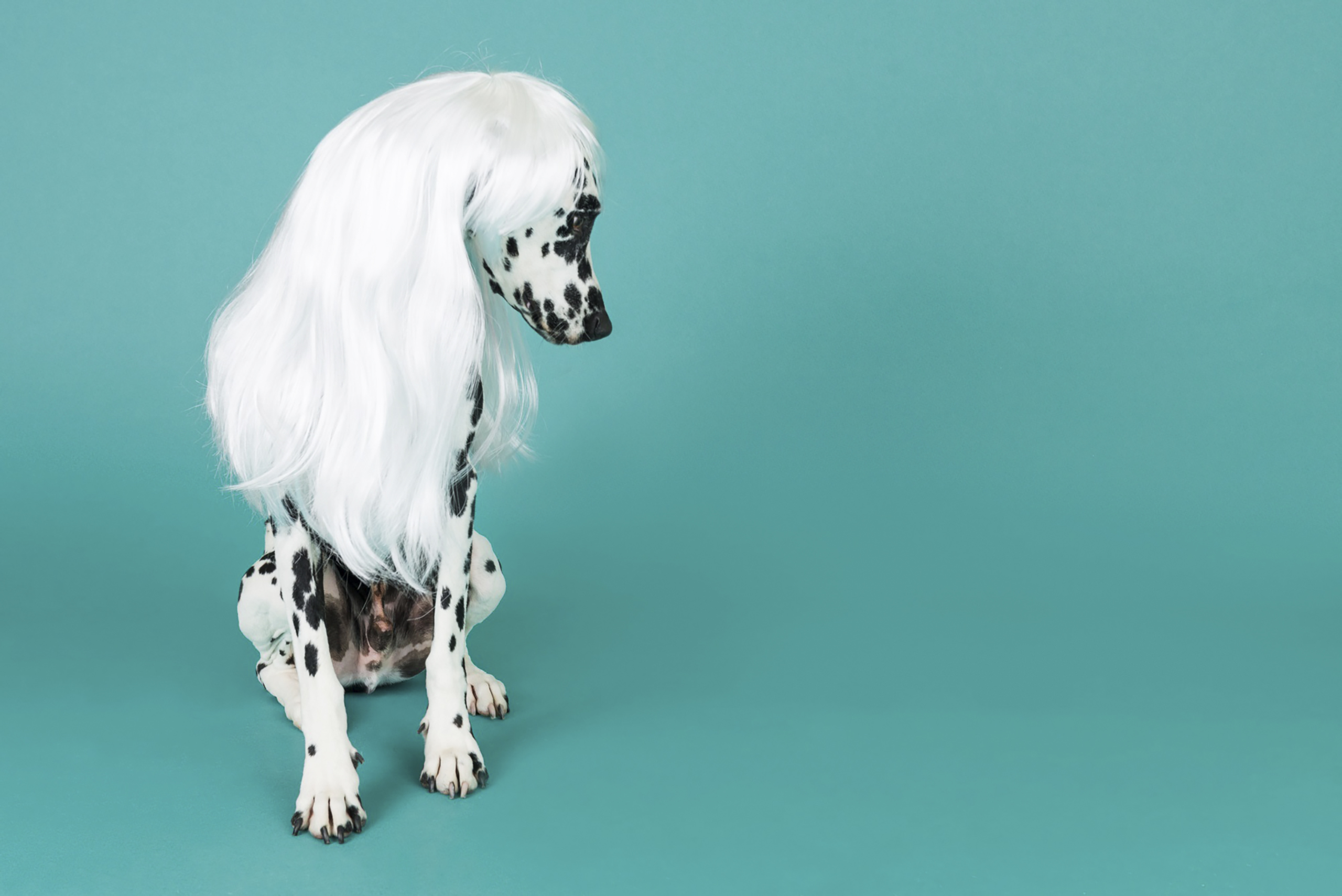 Is There Anything That Can Help My Dog Live Longer Too?