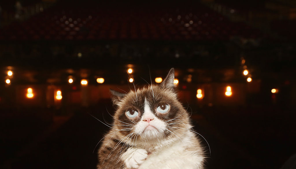 Grumpy Cat Dies After Infection