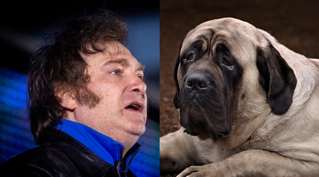 Javier Milei’s Canine Cabinet: Argentina President-Elect Seeks Counsel ...