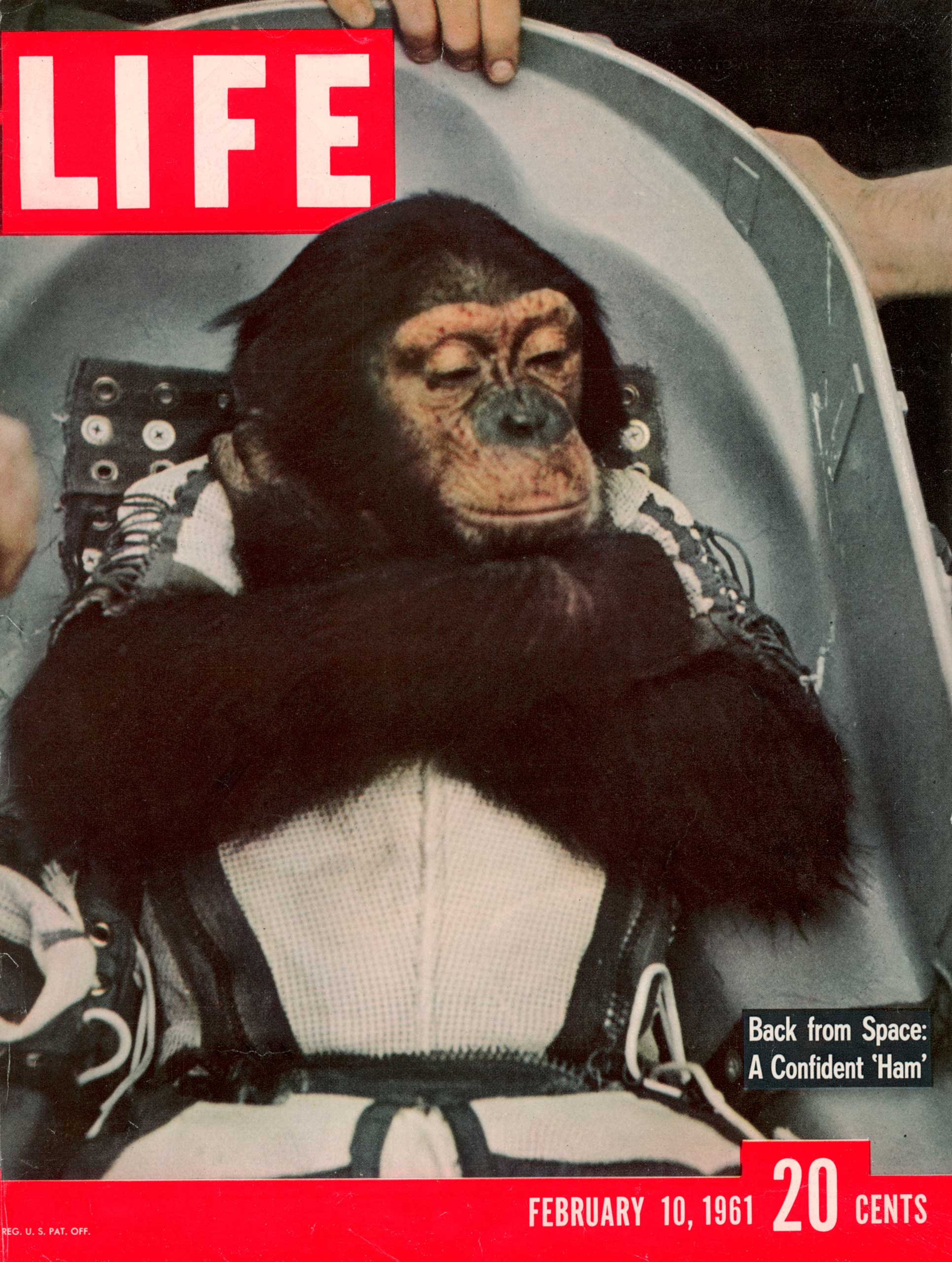 Astrochimps: Photos of Ham, the First Chimpanzee in Space, and Others