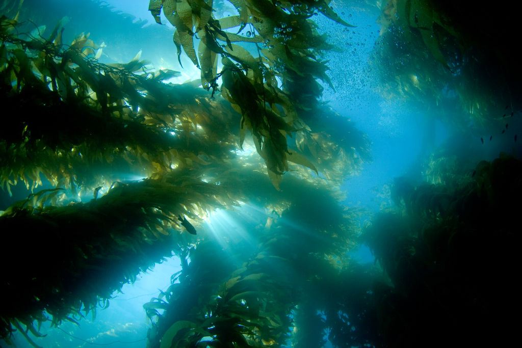 DOE Is Spending $36 Million On Ocean Carbon-Capture Research