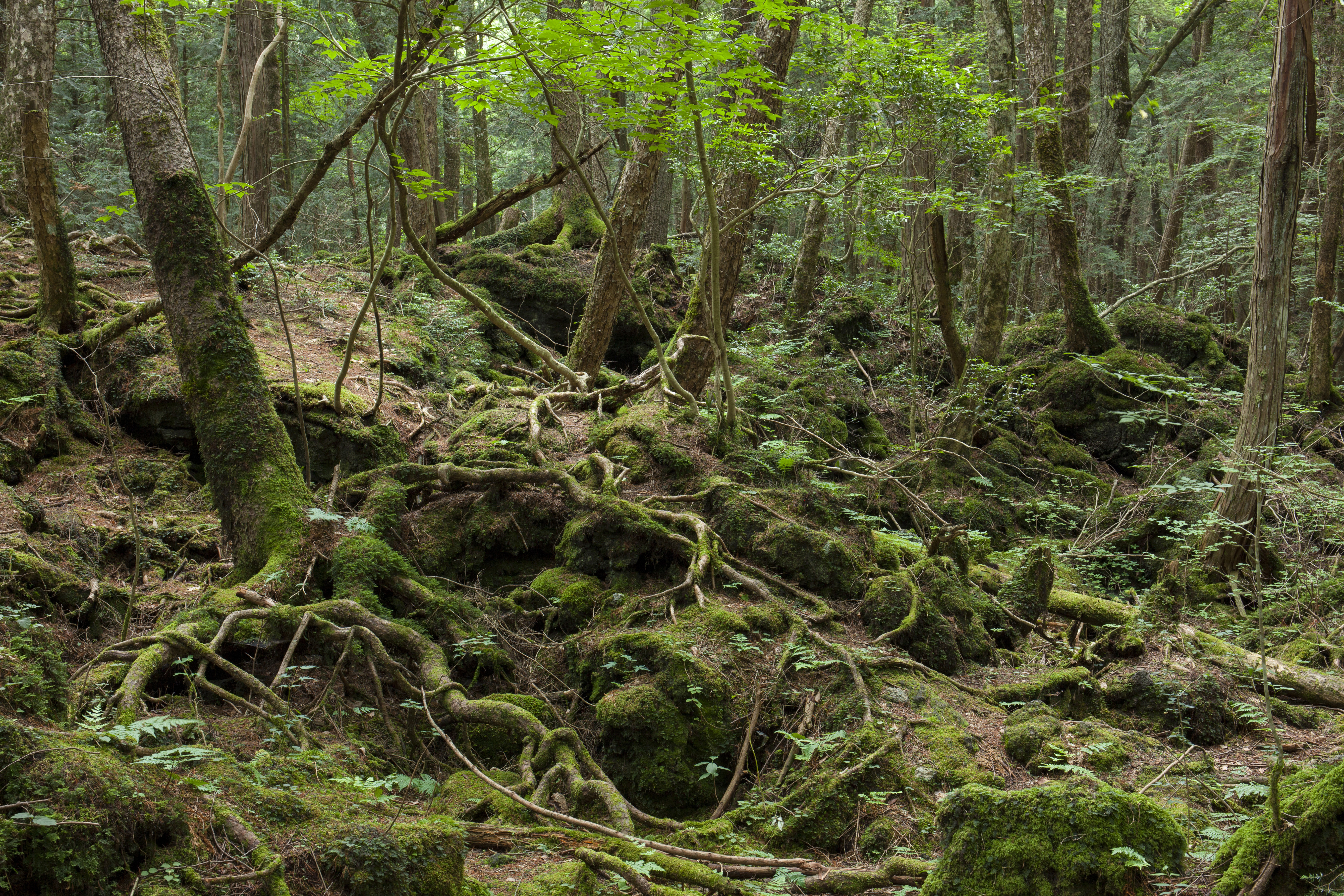 Inside Japan's 'Suicide Forest' Where Logan Paul Filmed