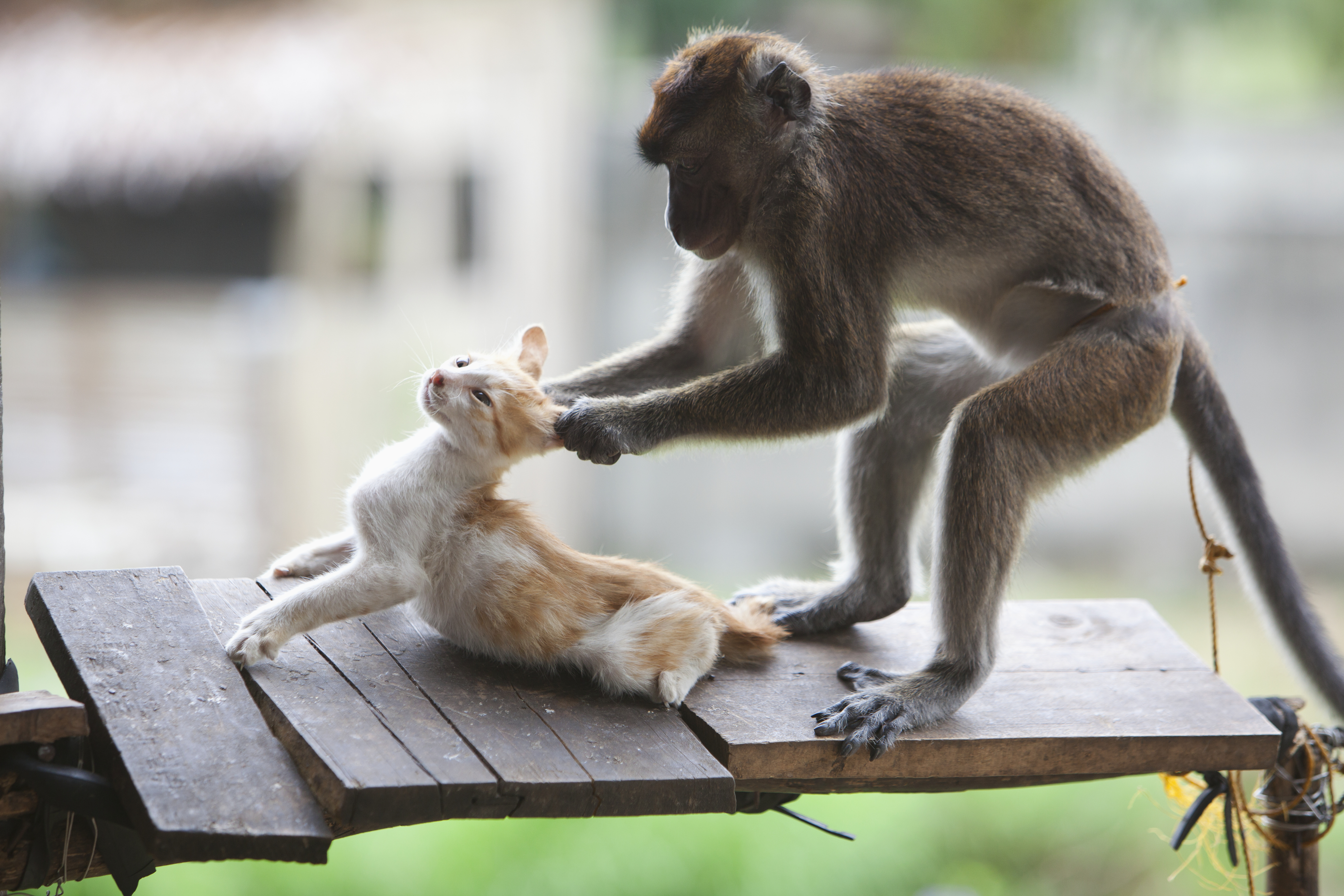 Viral Video: Monkey Disturbs Cat Trying to Nap