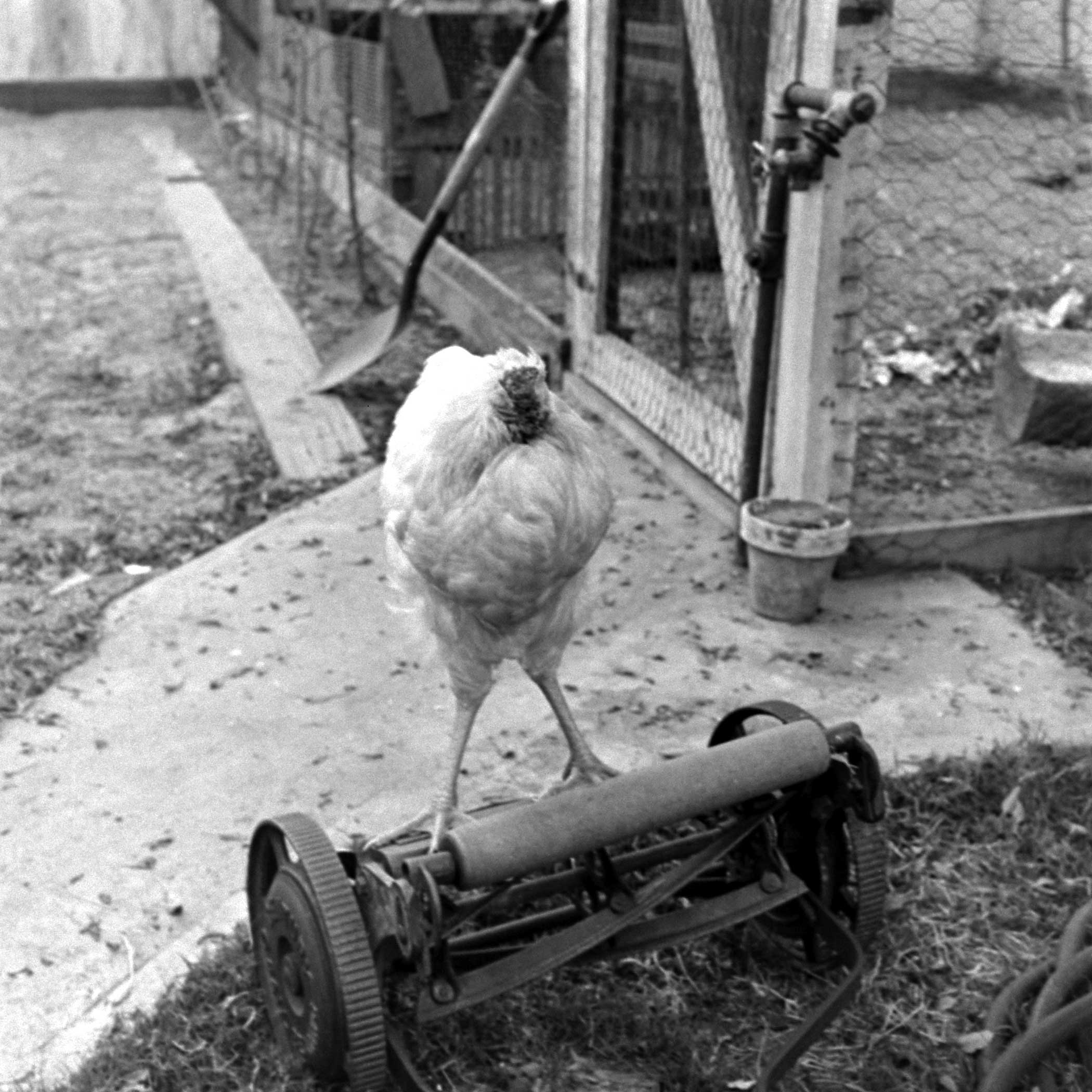 Mike the Headless Chicken: A Rooster Loses His Head ... and Lives