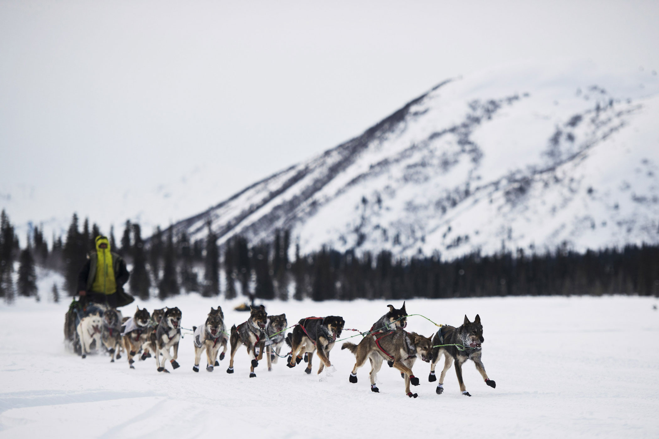 2016 Iditarod Trail Sled Dog Race: See the Best Photos