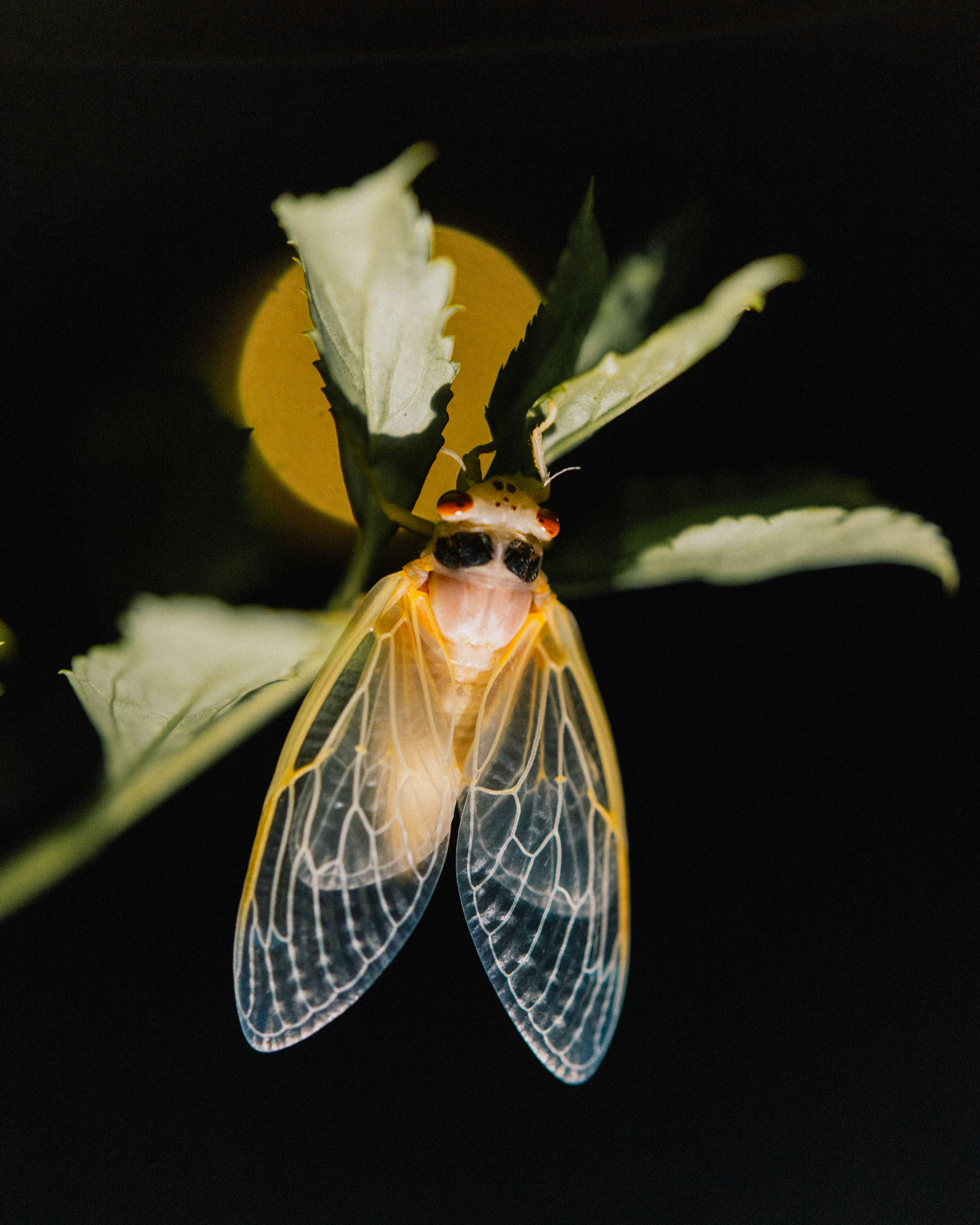 See the Photos of the Rare Cicada Emergence