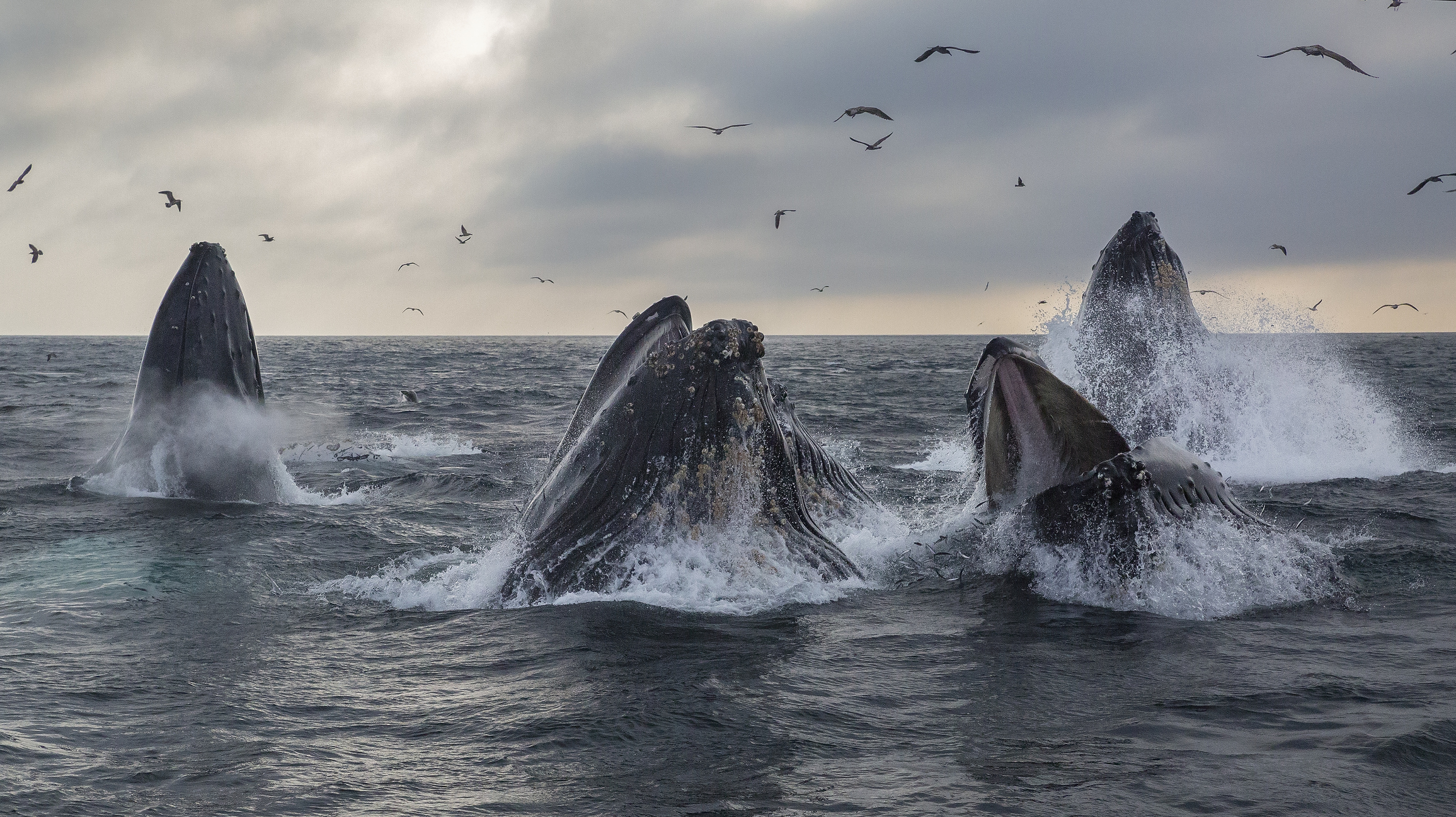 Scientists Use Satellite Imagery to Track Whales from Space