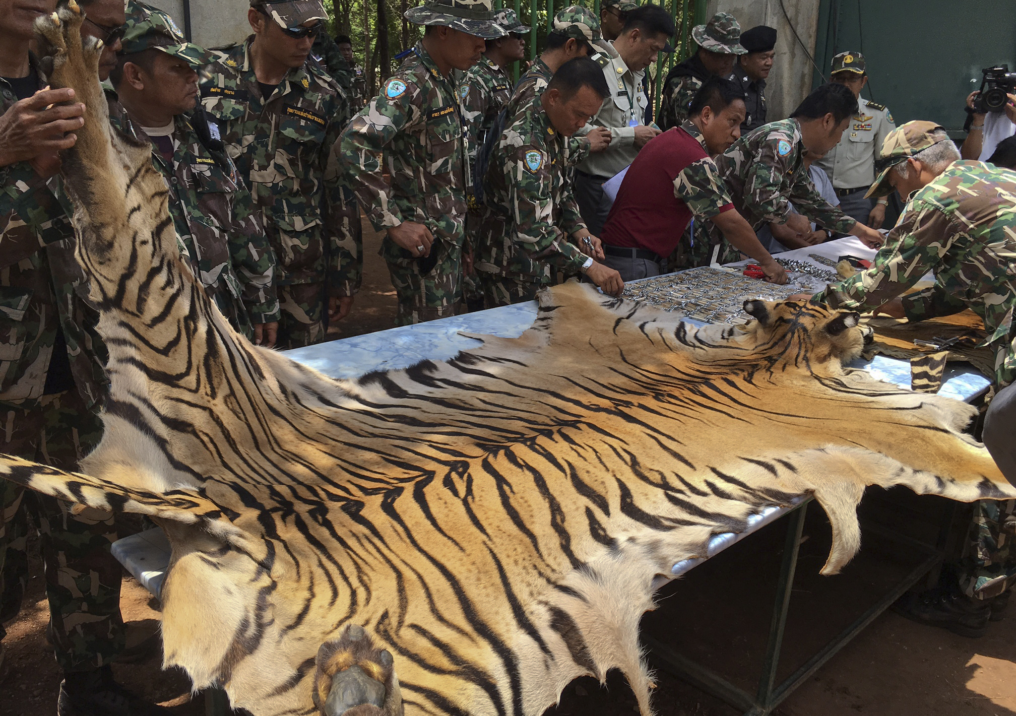 Tiger Temple: 3 Monks Charged With Smuggling Tiger Skins