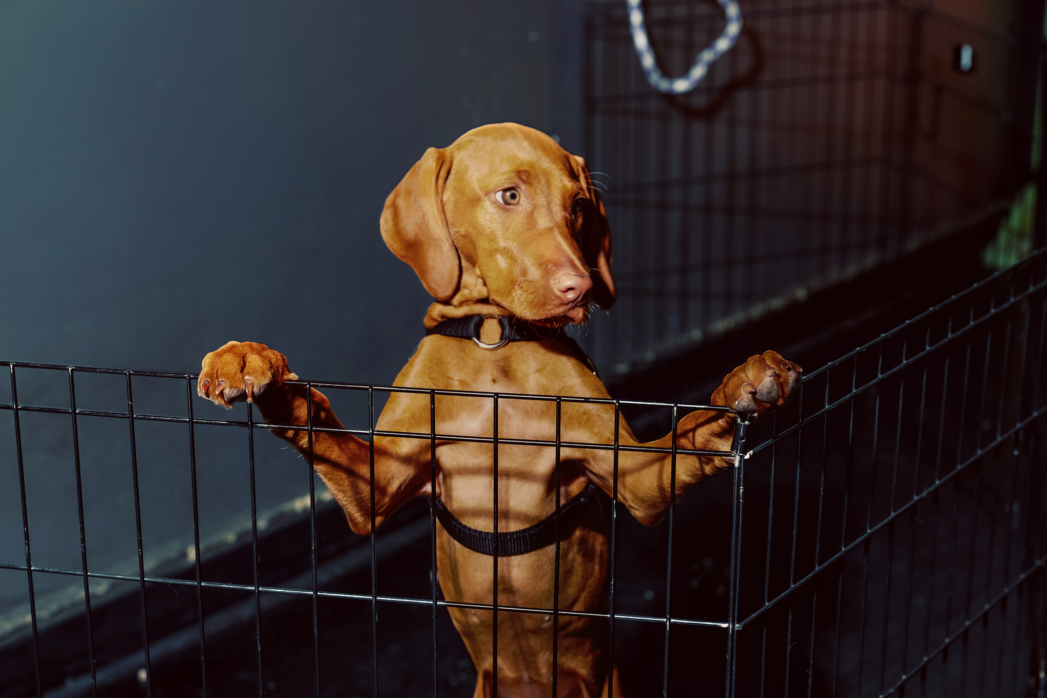 The New Science of Dog Training