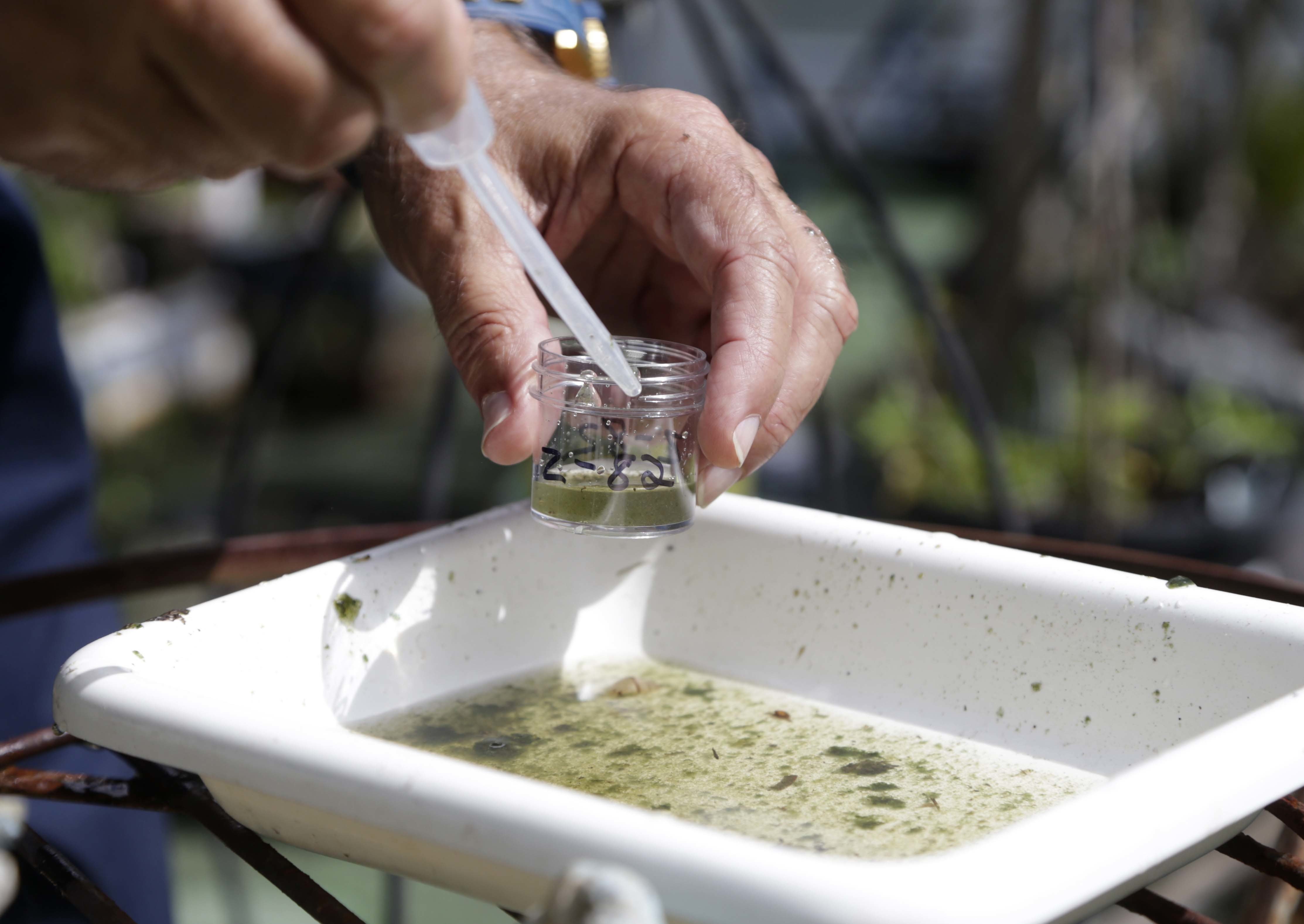 Zika Virus Florida: Travel Warning for Pregnant Women