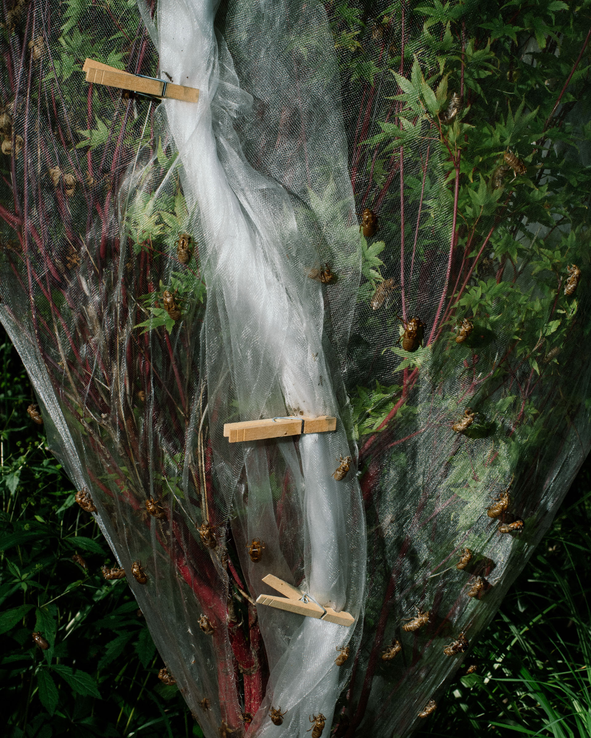 See the Photos of the Rare Cicada Emergence