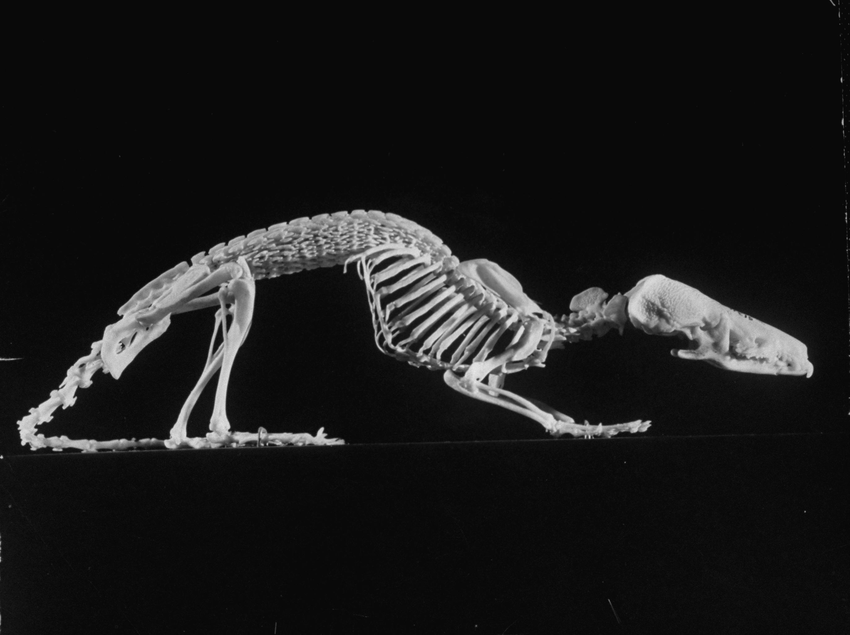 Lovely Bones: Photographs of Animal, Fish and Bird Skeletons