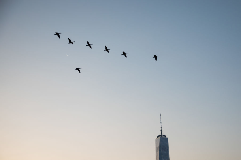 Climate Change Threatens 2 of 3 Bird Species, Report Says