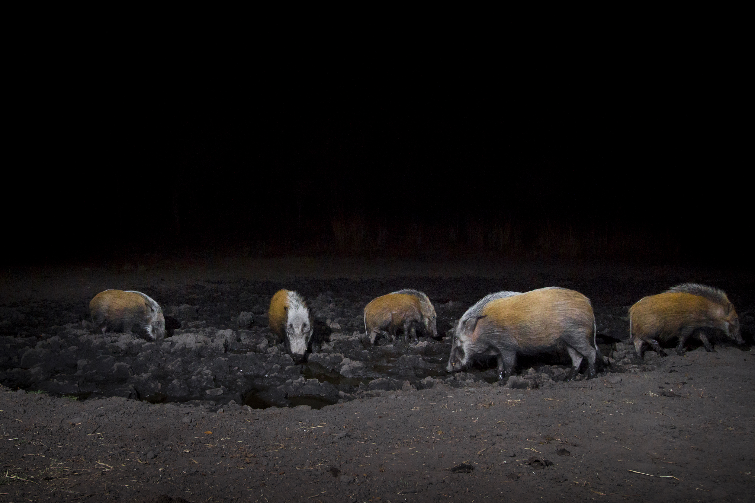See Rare Close Ups of Secretive African Animals