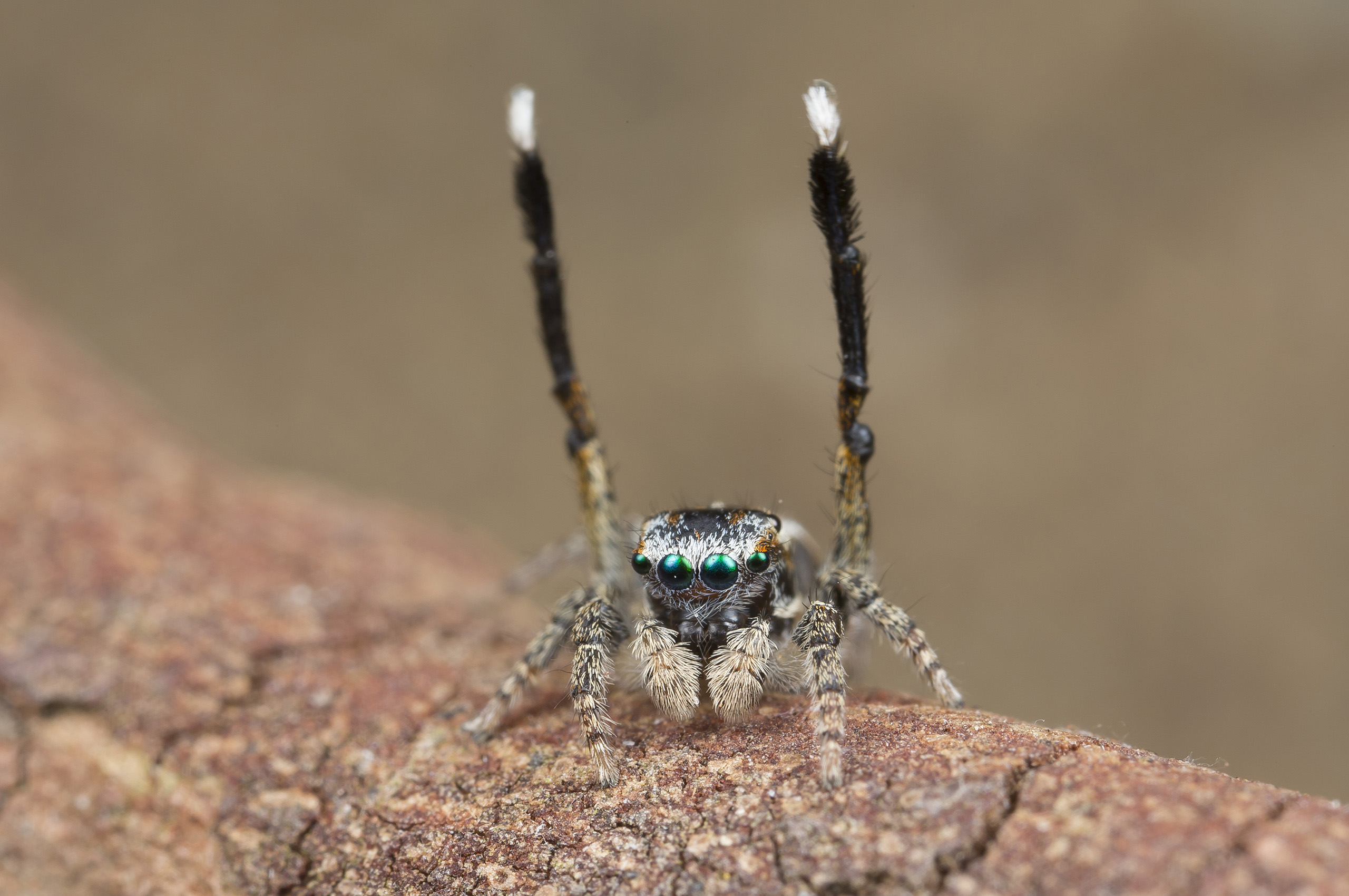 Peacock Spiders Discovered: See Photos of the New Species