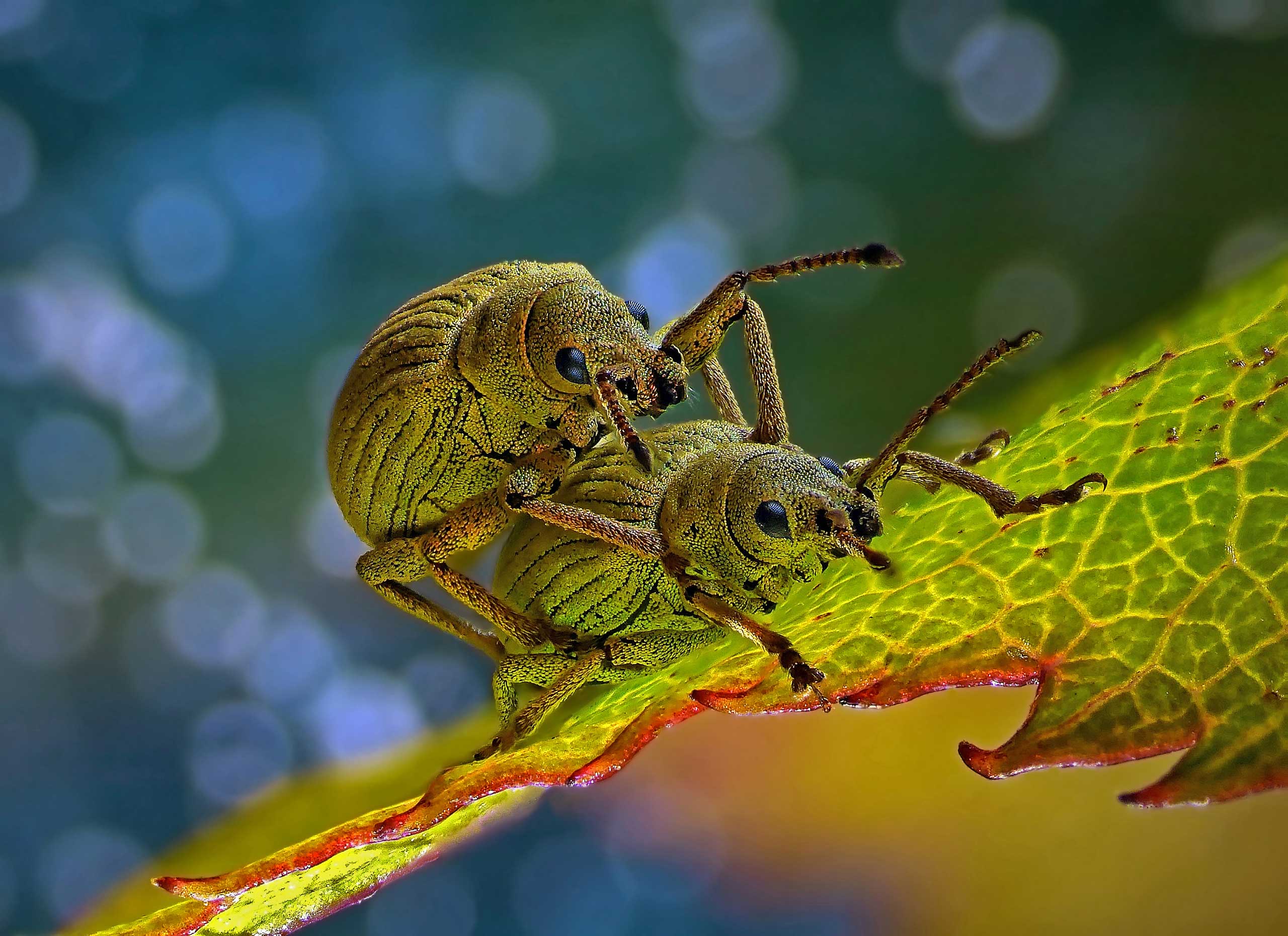 Olympus BioScapes Digital Imaging Competition Microscopic Images