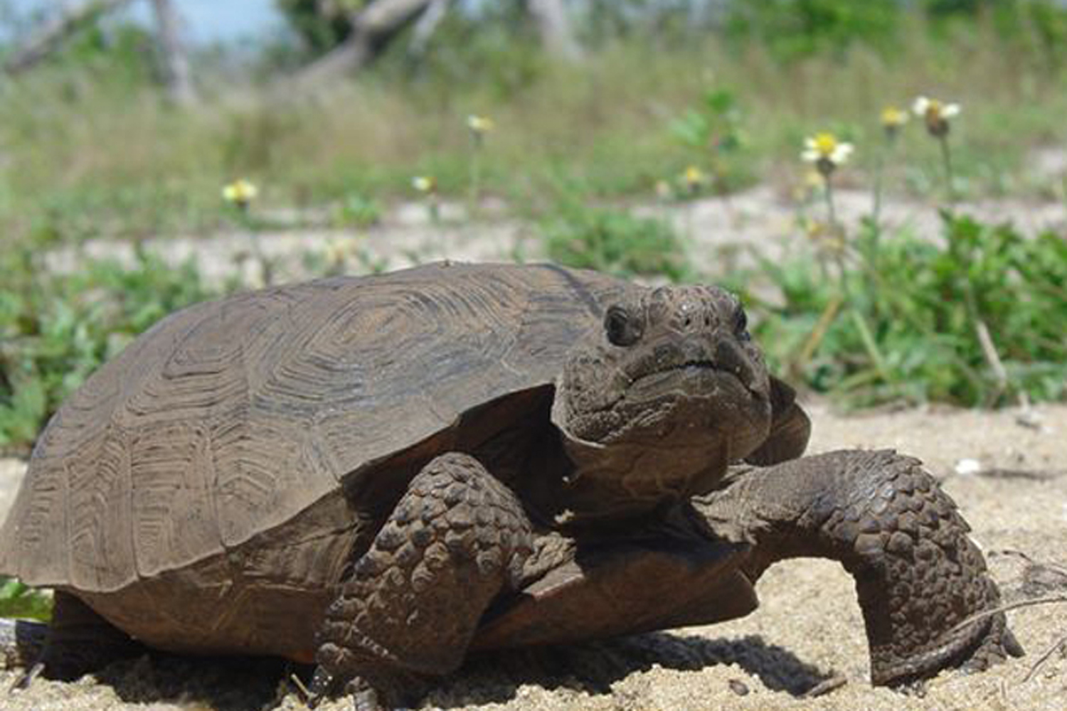 Florida Man Caught Killing and Eating Tortoises