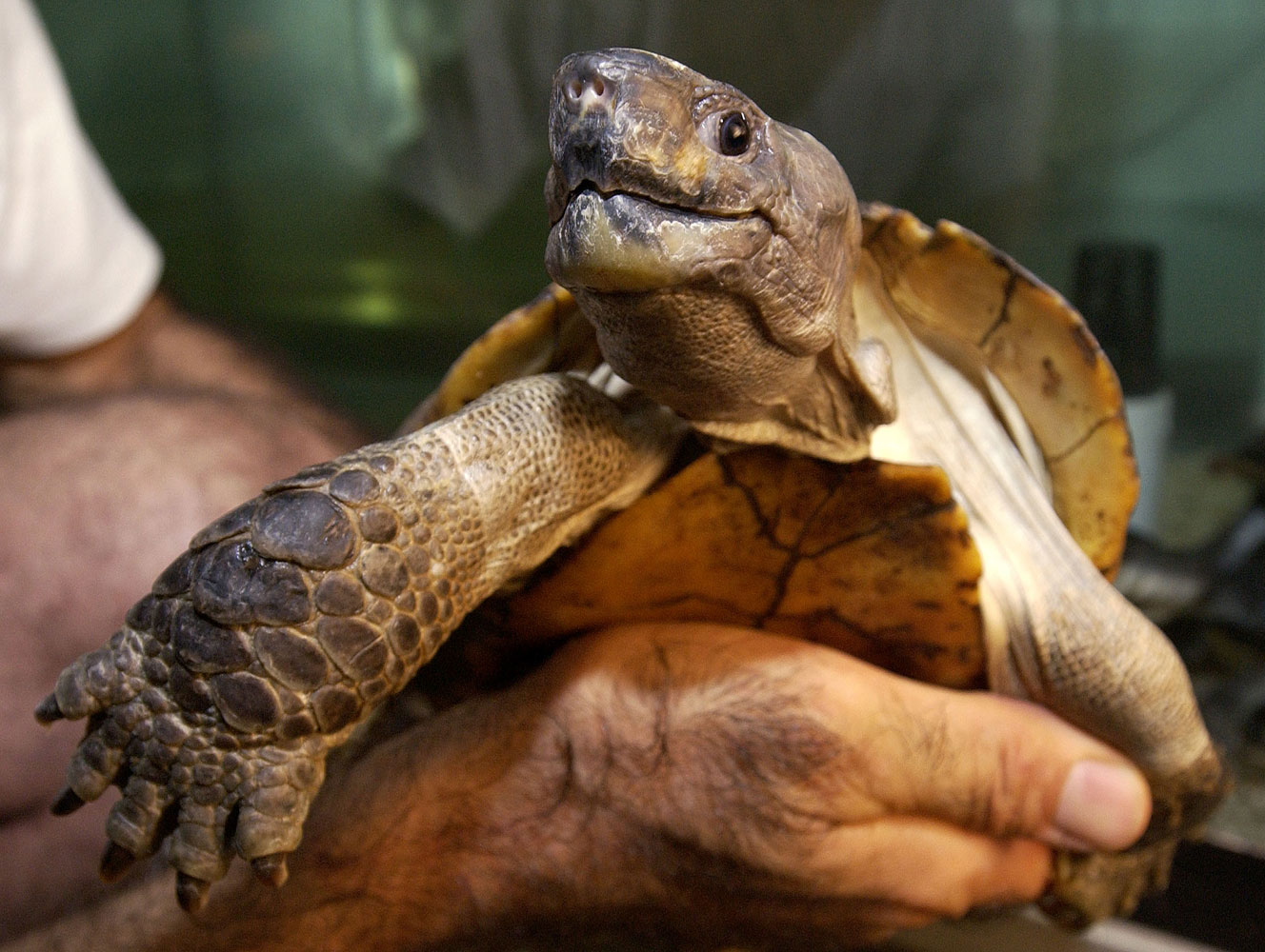 The World's Most Endangered Freshwater Turtles and Tortoises