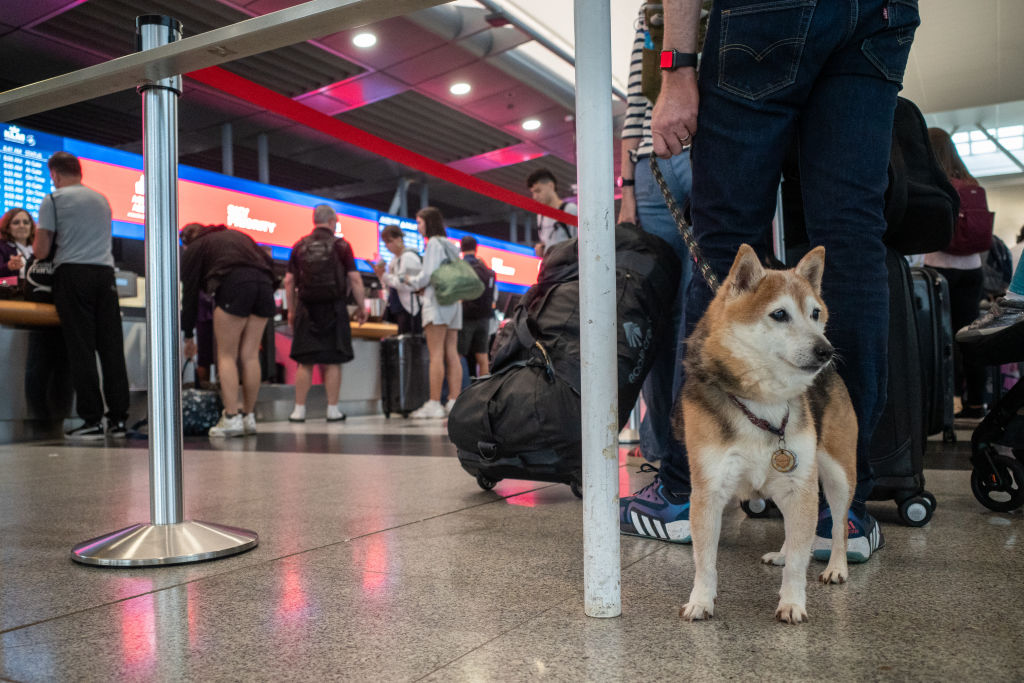 First BARK Air Flight That Caters To Dogs To Take Off
